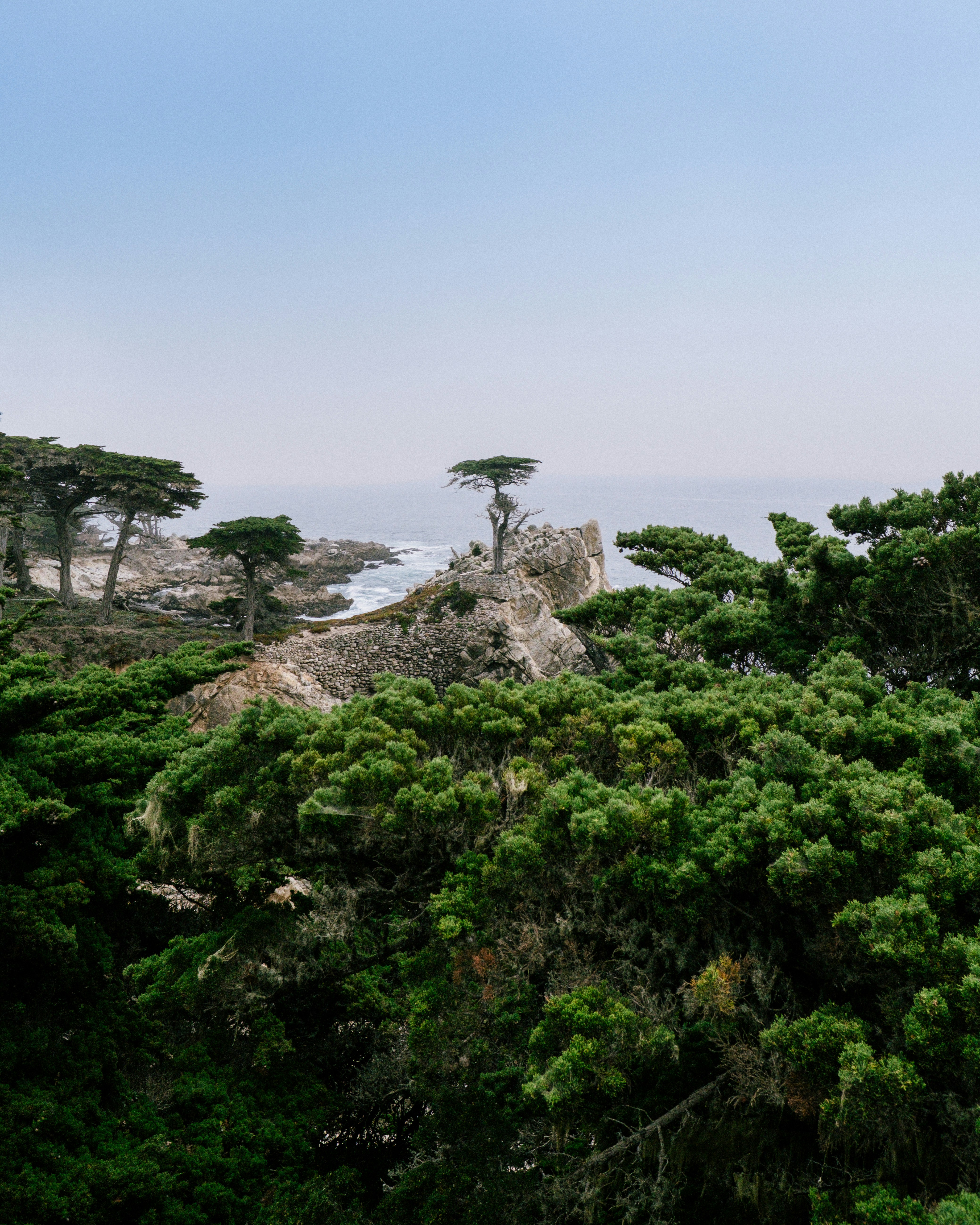 Cliffside Pines Overlooking a Quiet Sea