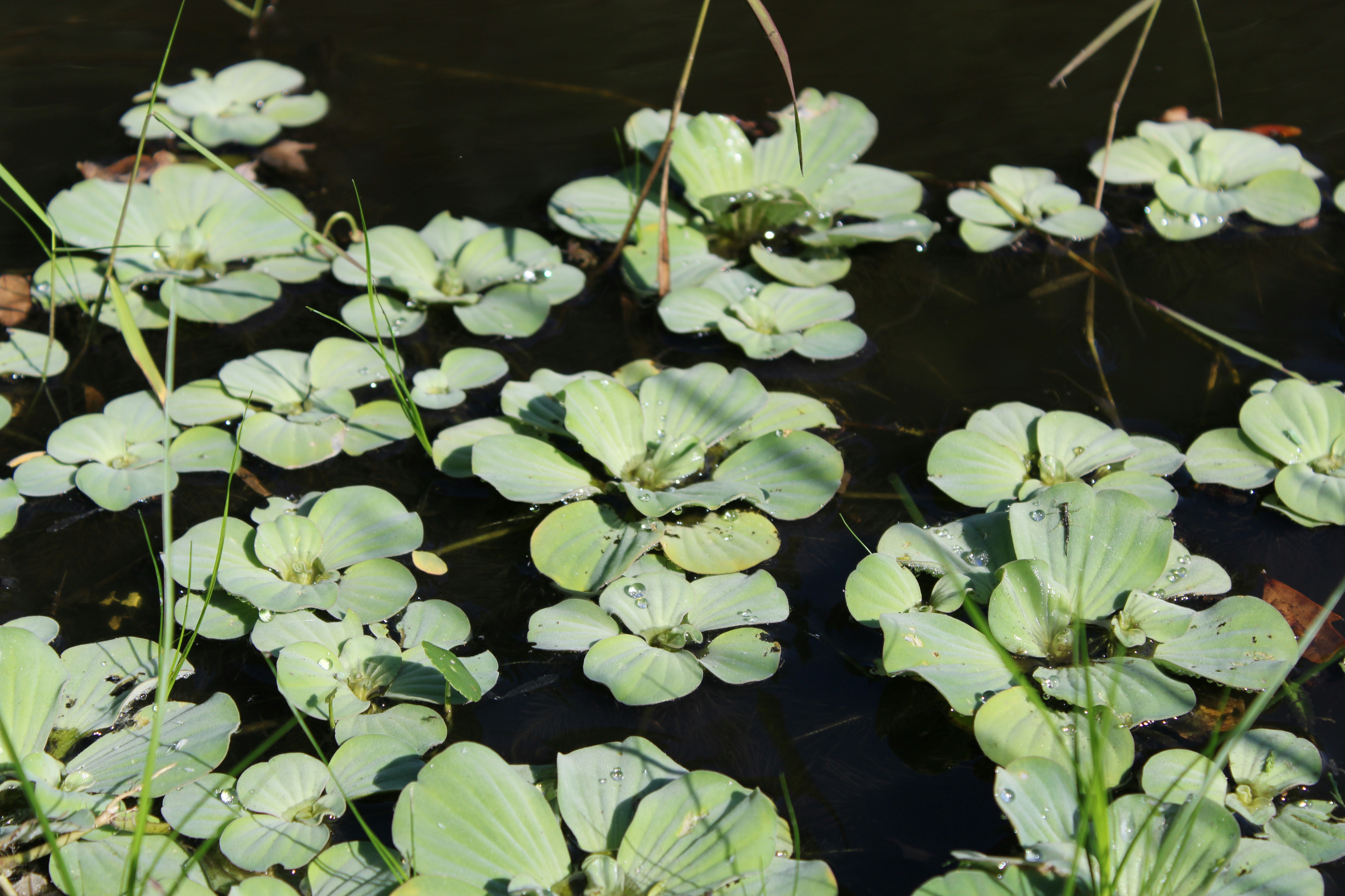 Lily Pad Mosaic: Quiet Ripples in a Calm Pond