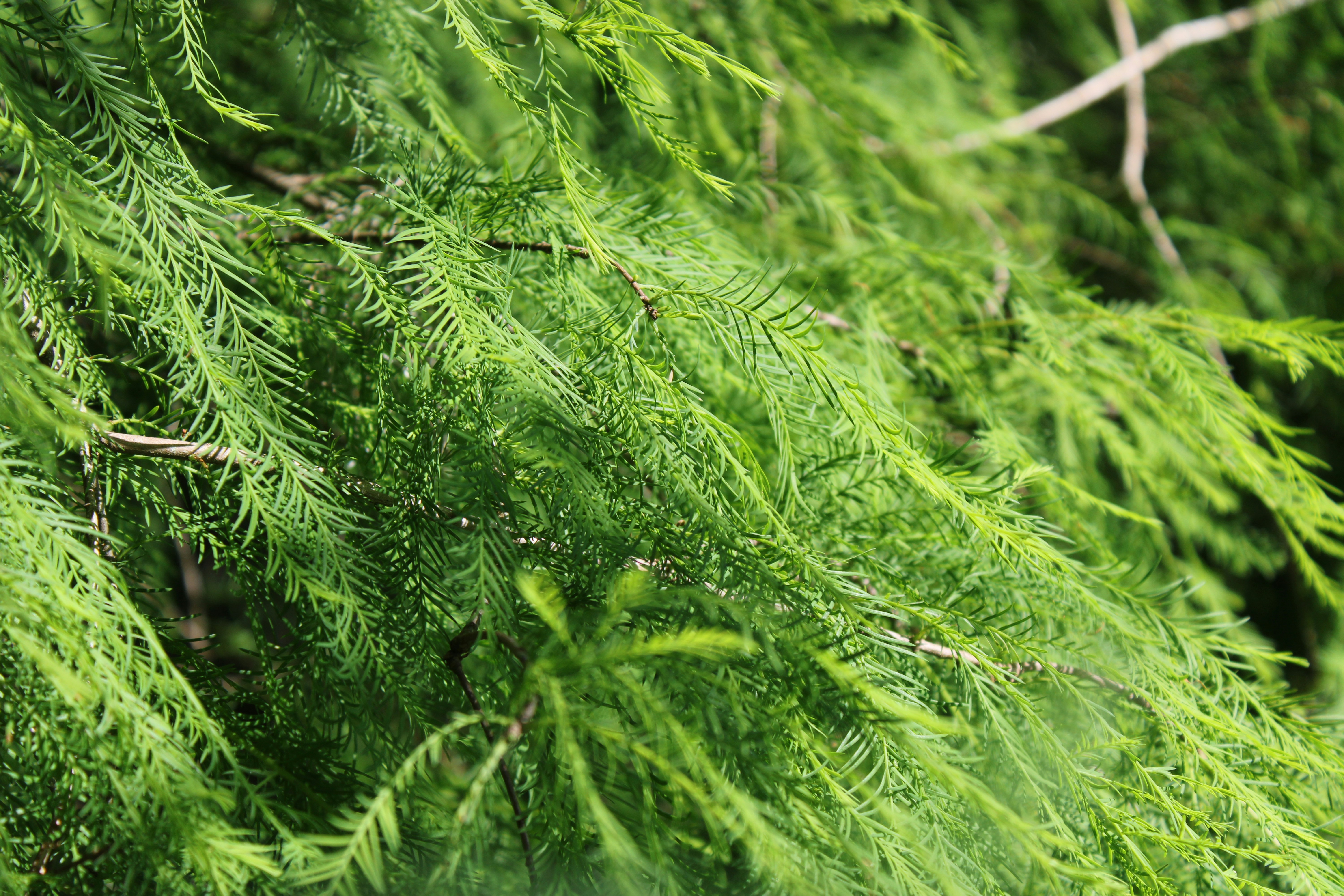 Verdant Veil: Close-Up of Cedar Foliage in Dense Greens
