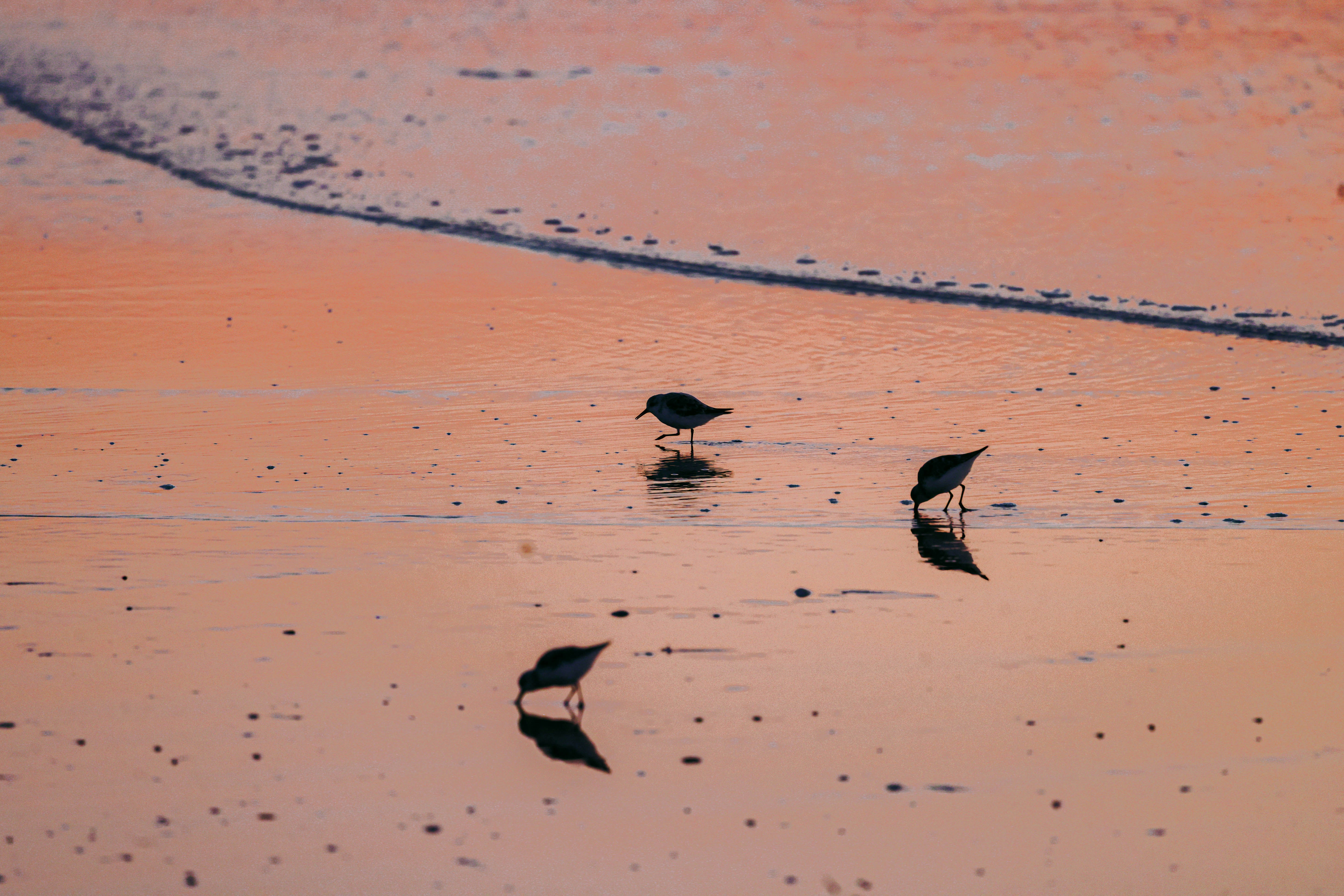 Silhouettes at Sunset: Birds on Colored Tides
