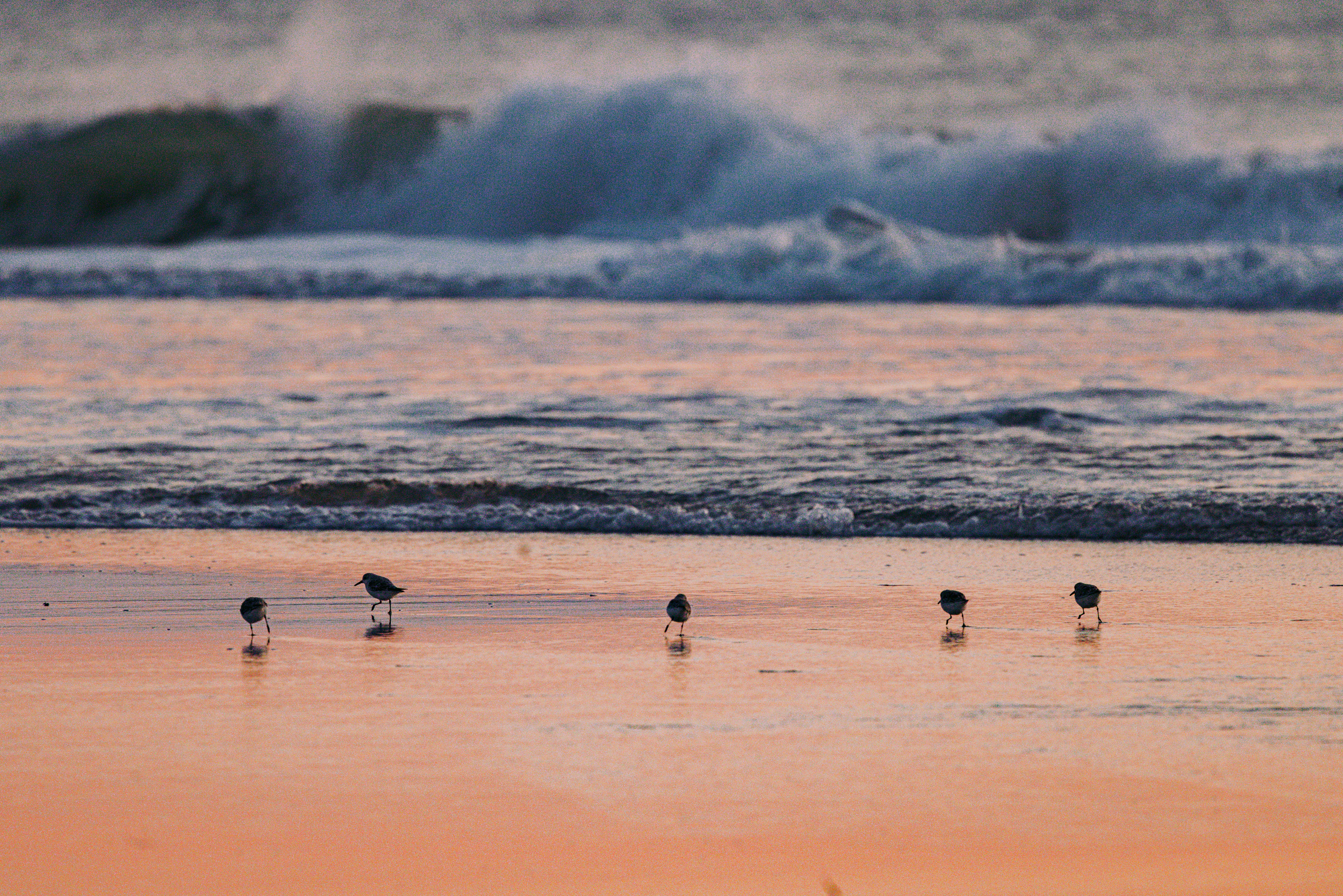 Five Tidal Players: A Soft Sunset on Wet Sand