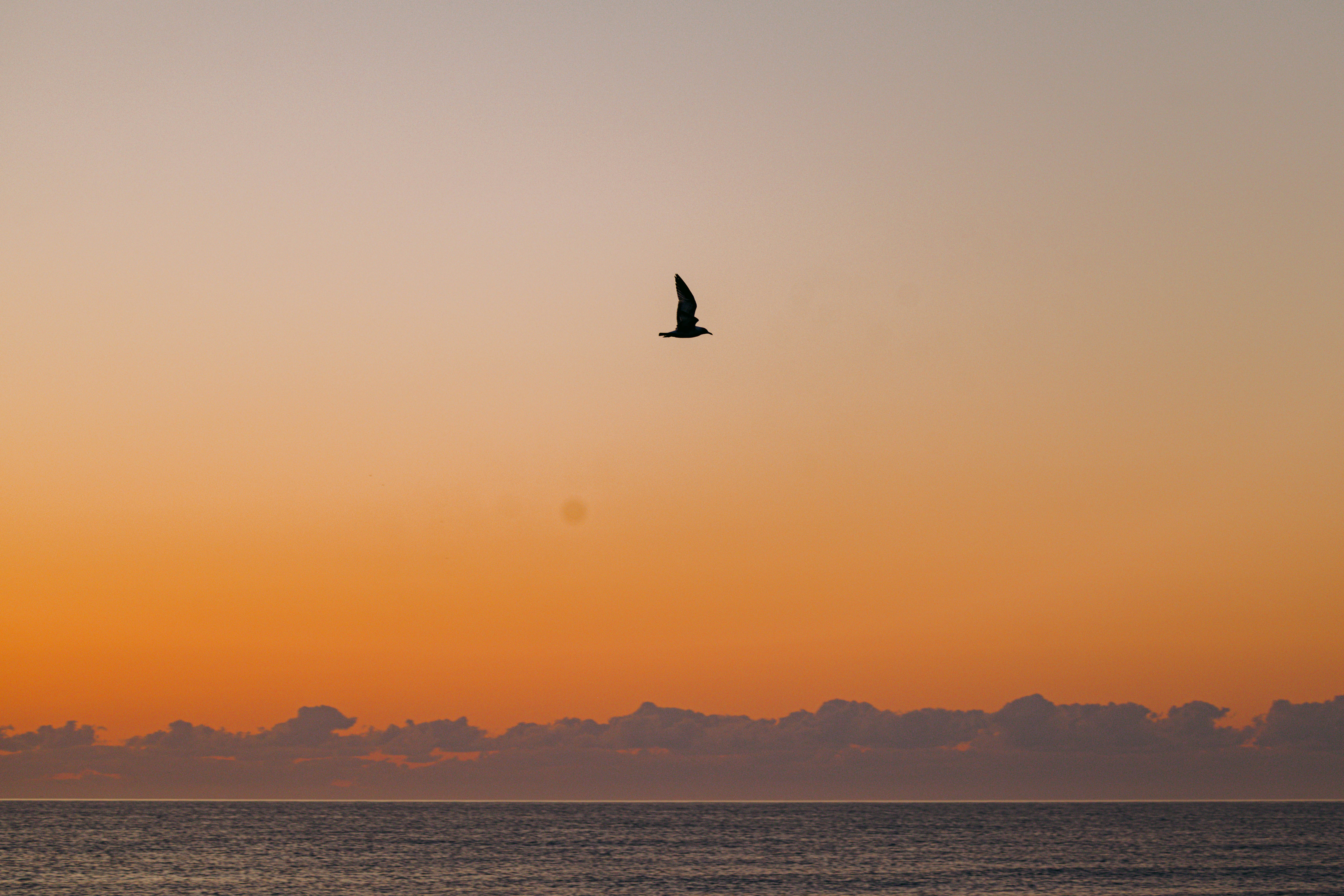Solitary Wing: A Seabird Skims a Dusk-Burnished Horizon