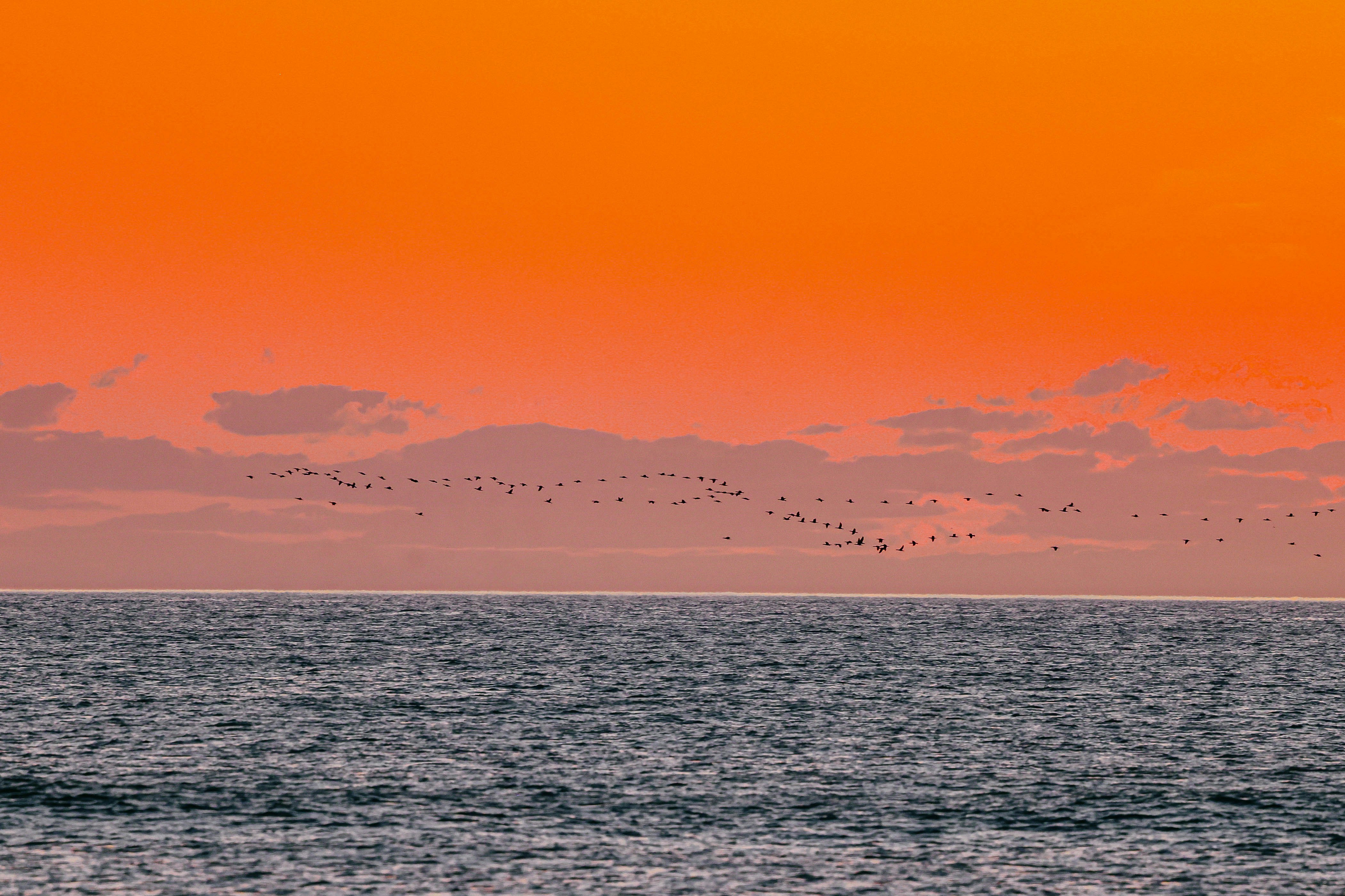 Crimson Horizon over a Distant Flock