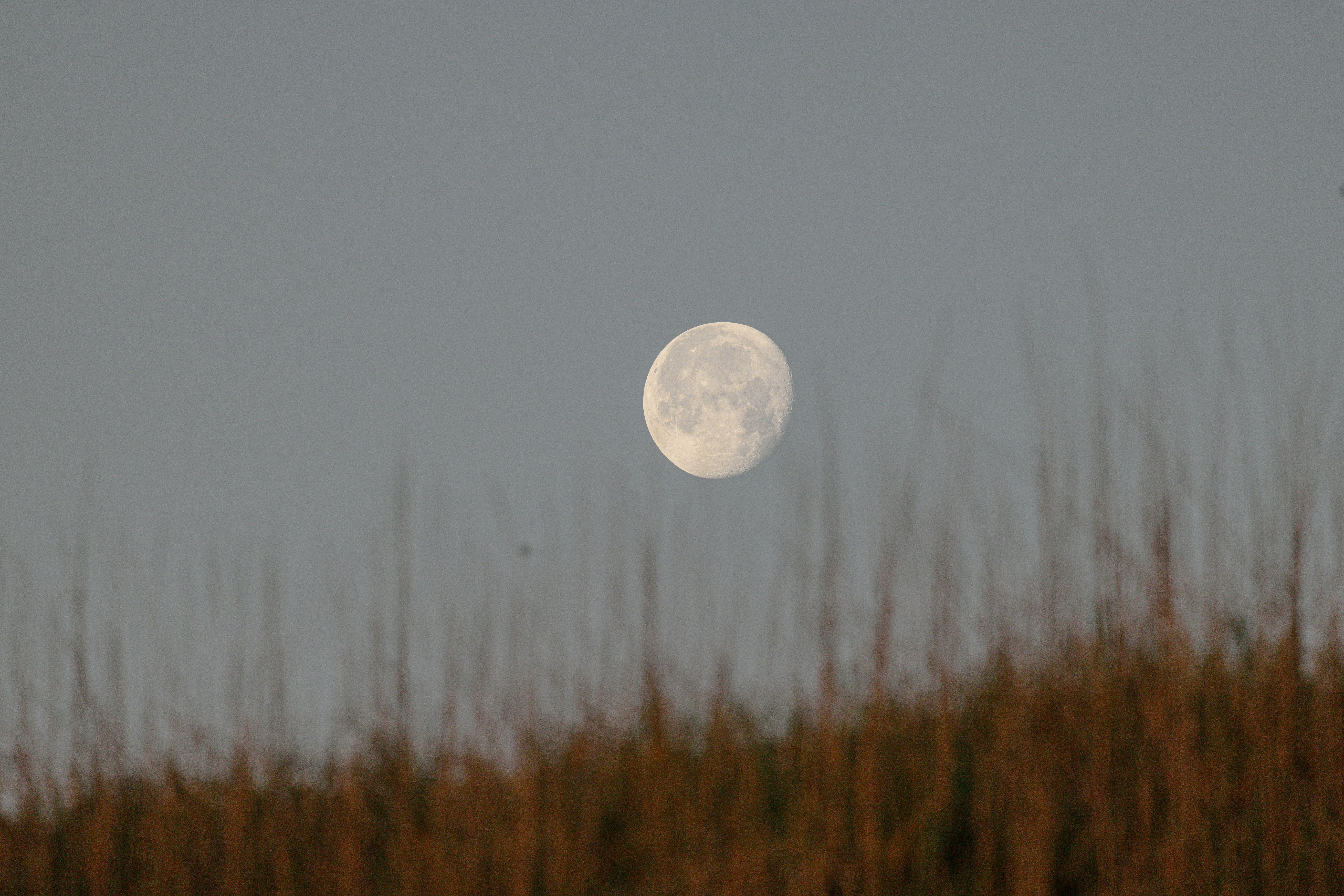 Moonrise over the grasses: a solitary disk above the ridge