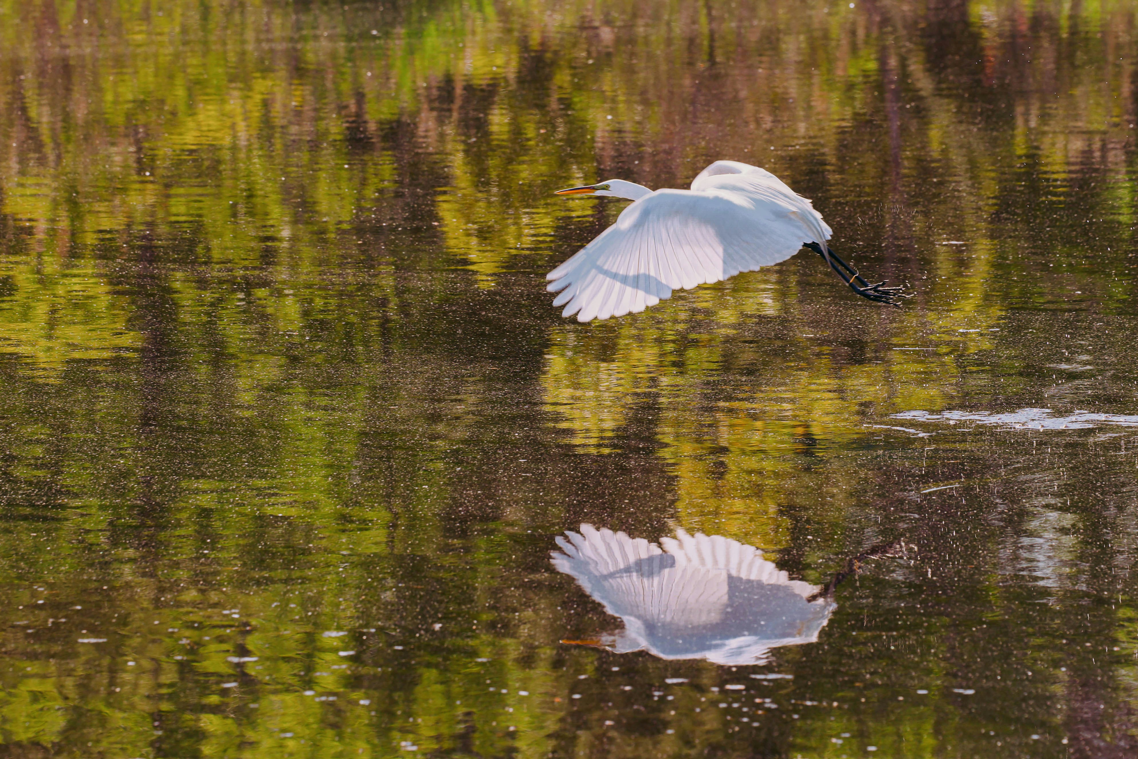 Midflight over a Mirror: A White Heron in Quiet Transition