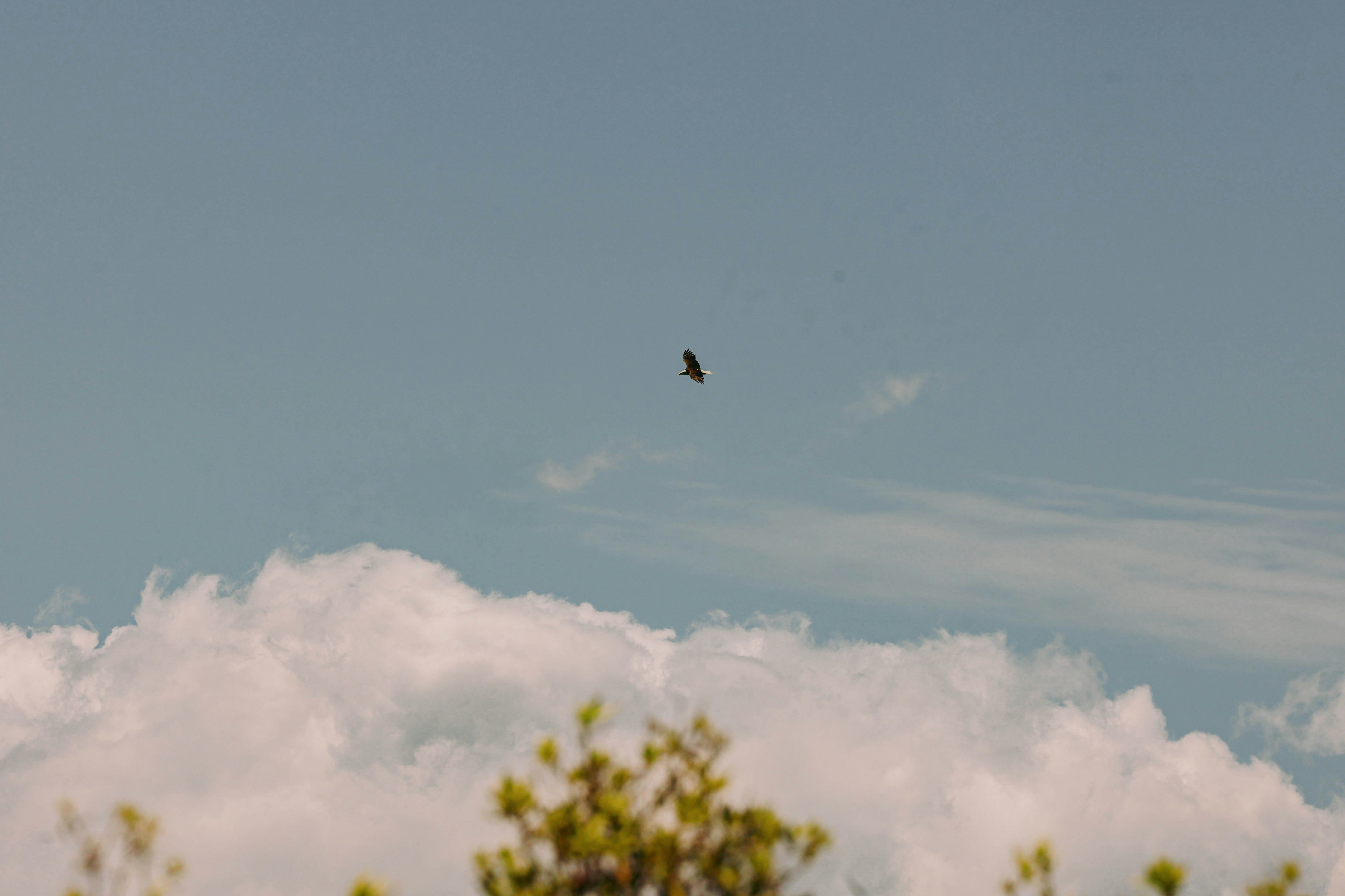 Soaring Silhouette Above a Cloudline