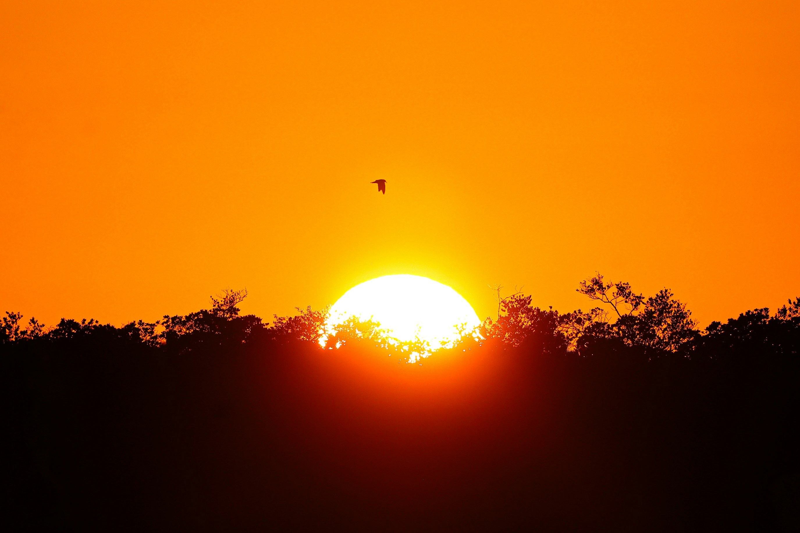 Sunbound: A Crimson Horizon Silhouetted by Tree Line