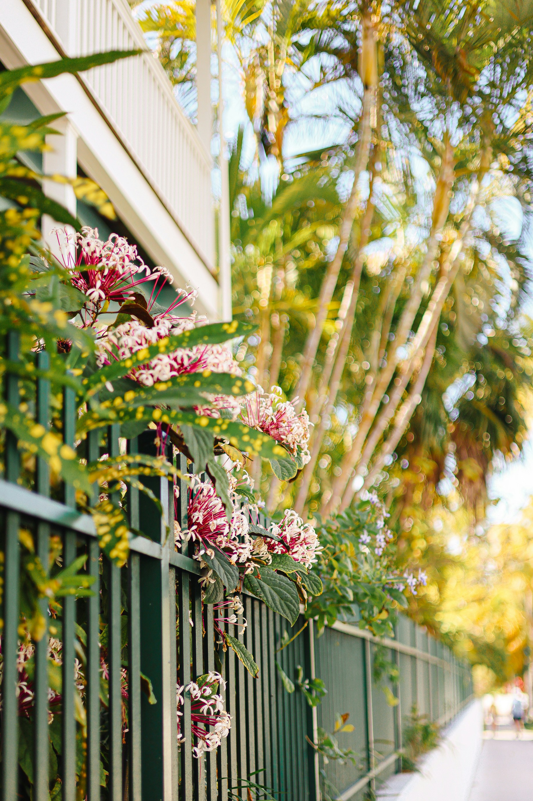 Floral Gate: Roses Blooming Along a Garden Fence at Dusk