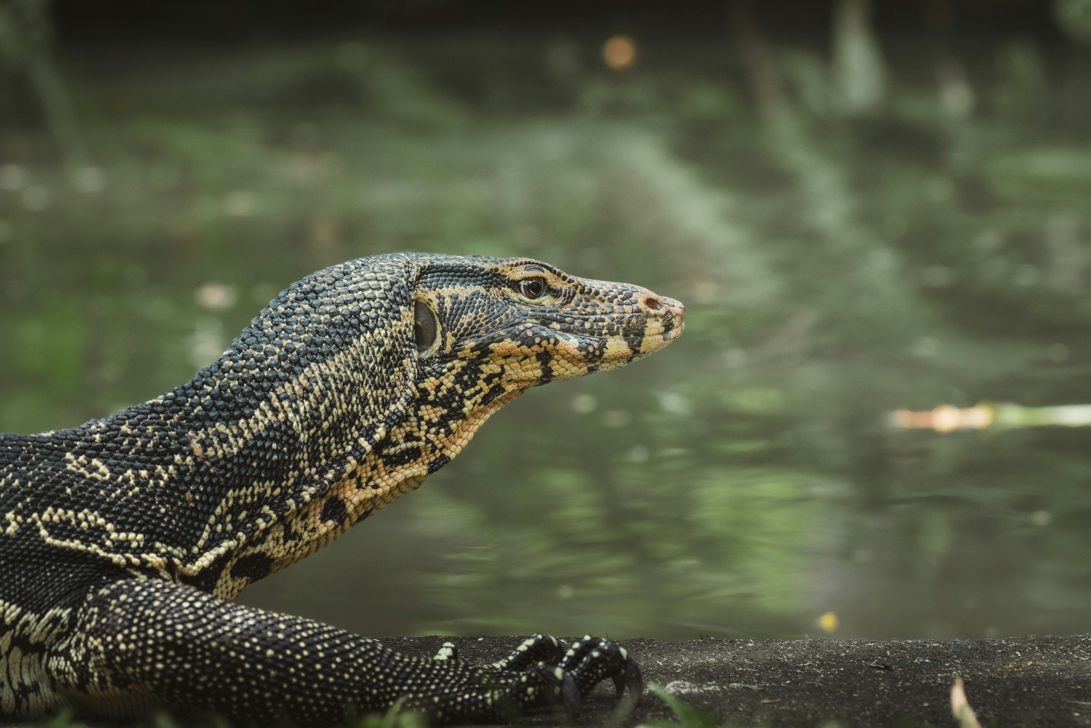Emerald-scaled Watcher by the Pond