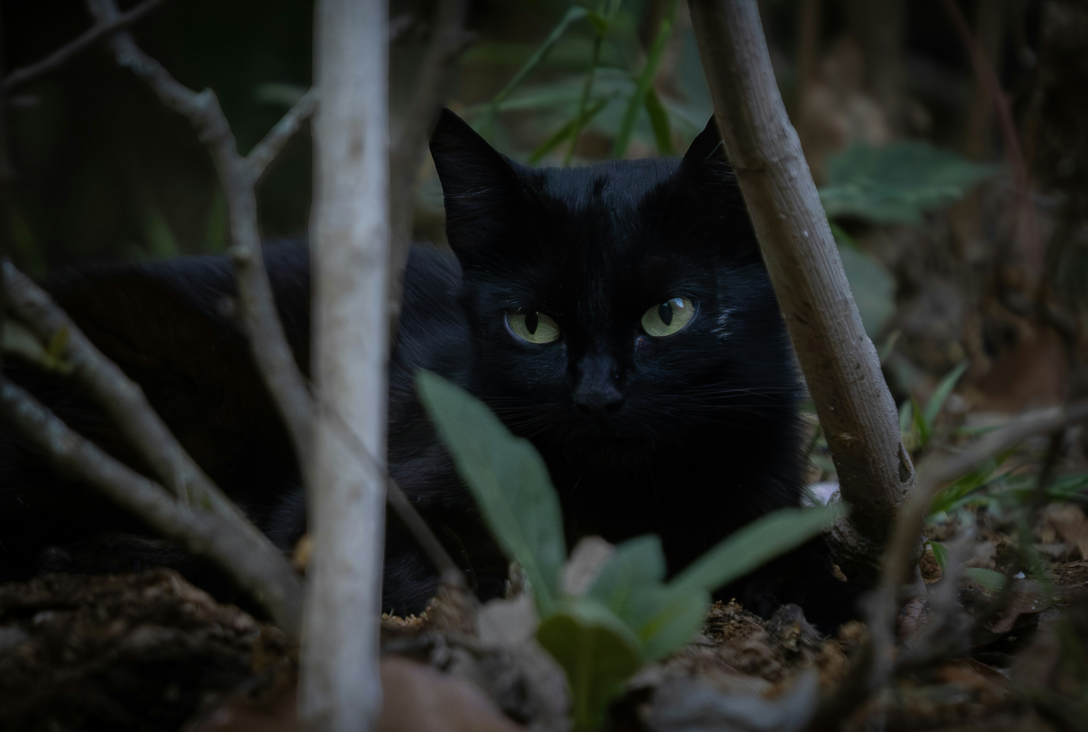 Shadowed Whiskers: A Black Cat Nestled in the Underbrush
