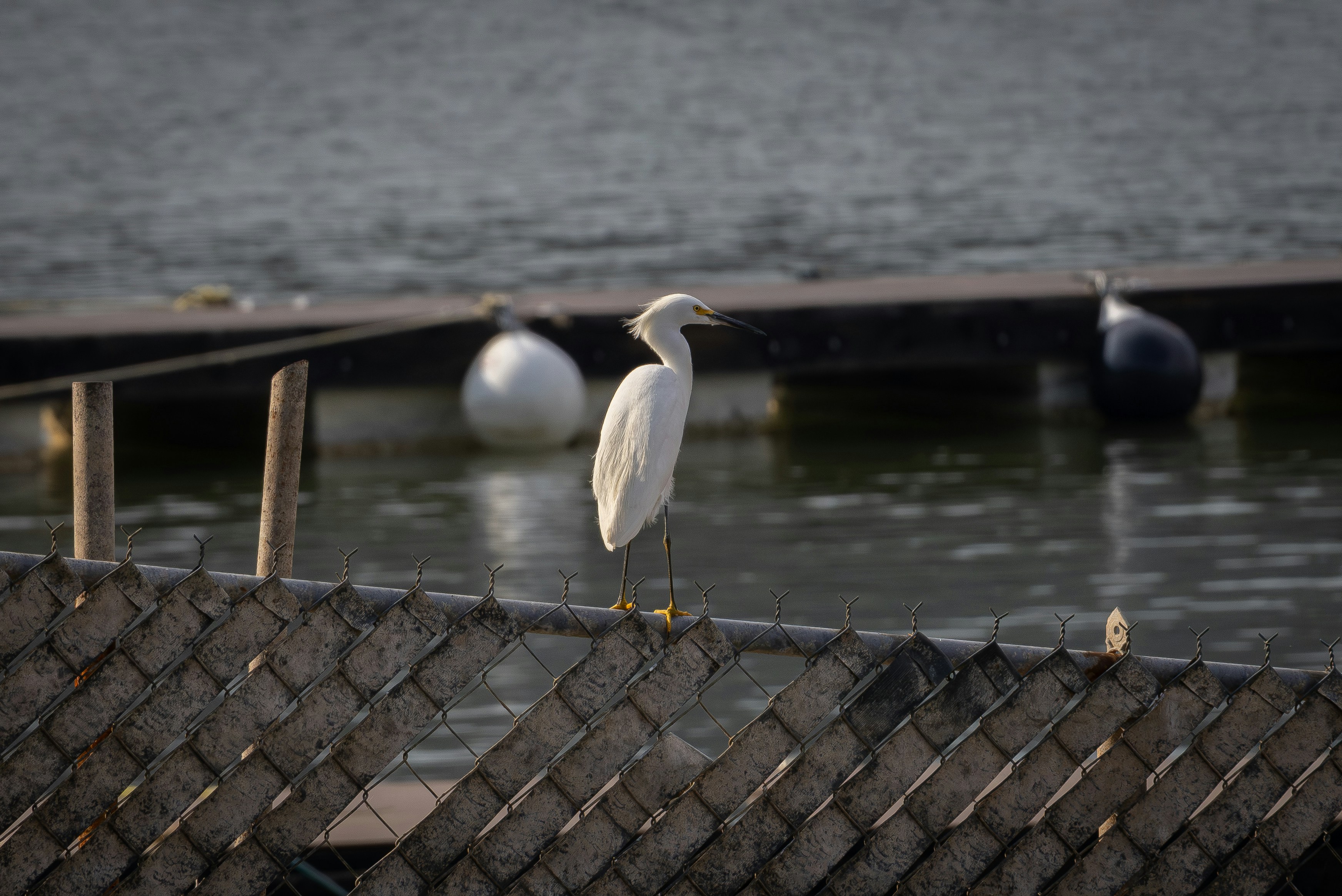 White Heron on a Weathered Fence Over Calm Waters