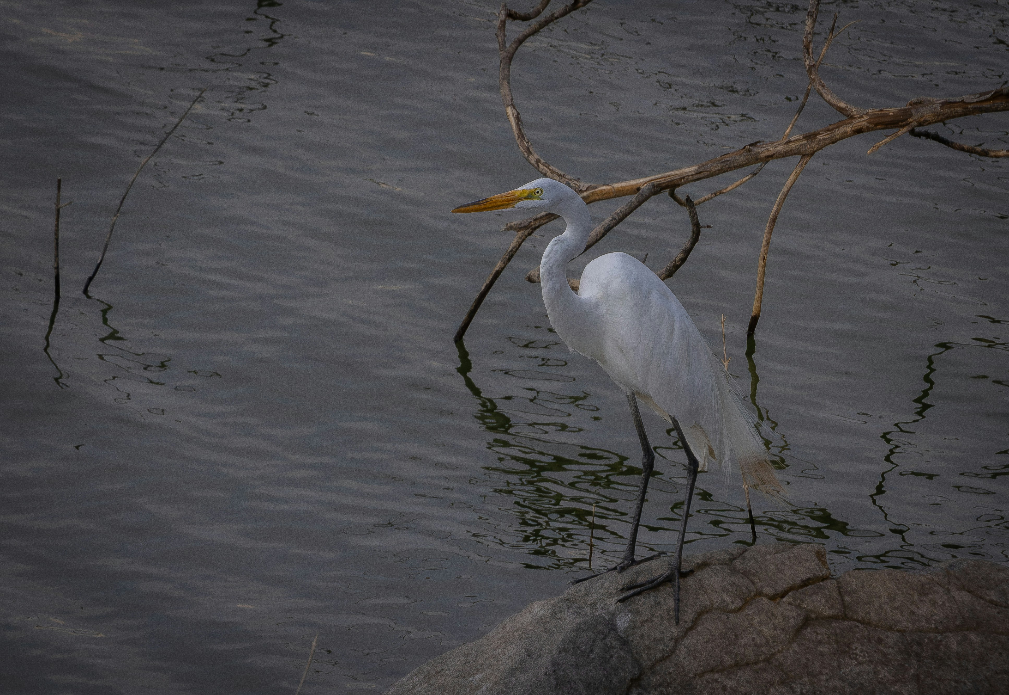 White Heron at the Water’s Edge, Beak Bright in Morning Light