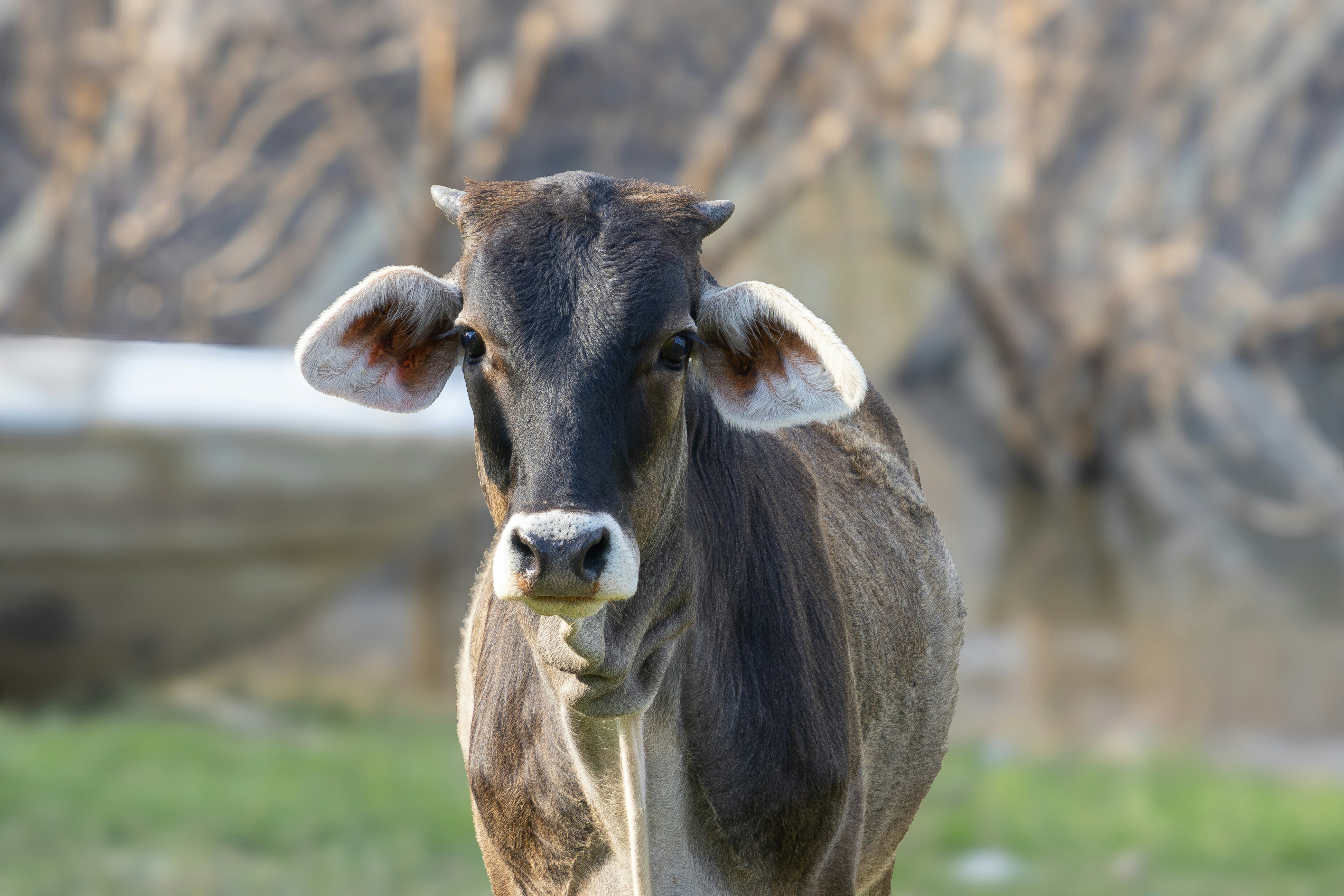 Centered Gaze: A Cow in Quiet Focus