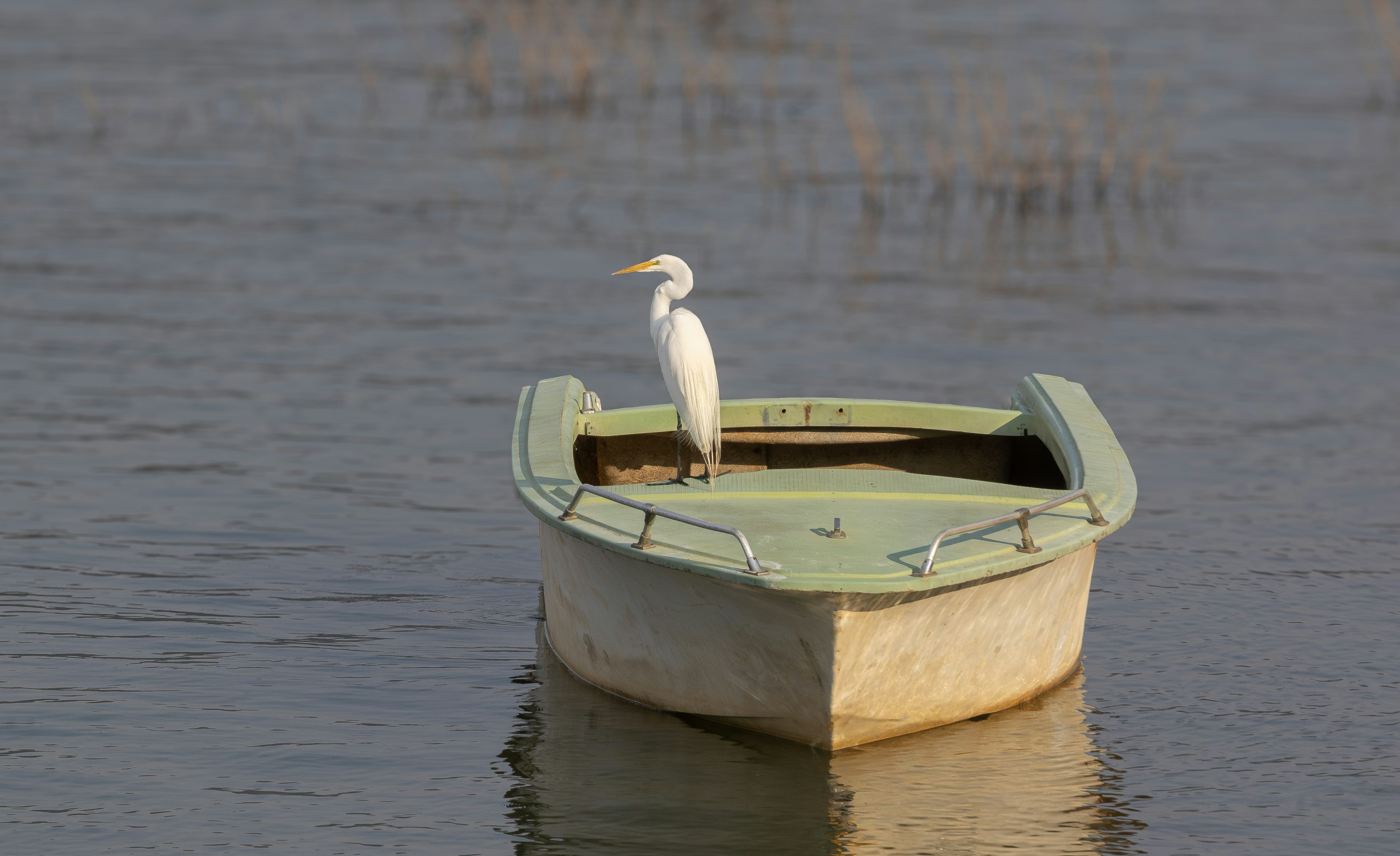 Heron on the Bow: A Quiet Moment on a Mirror Lake