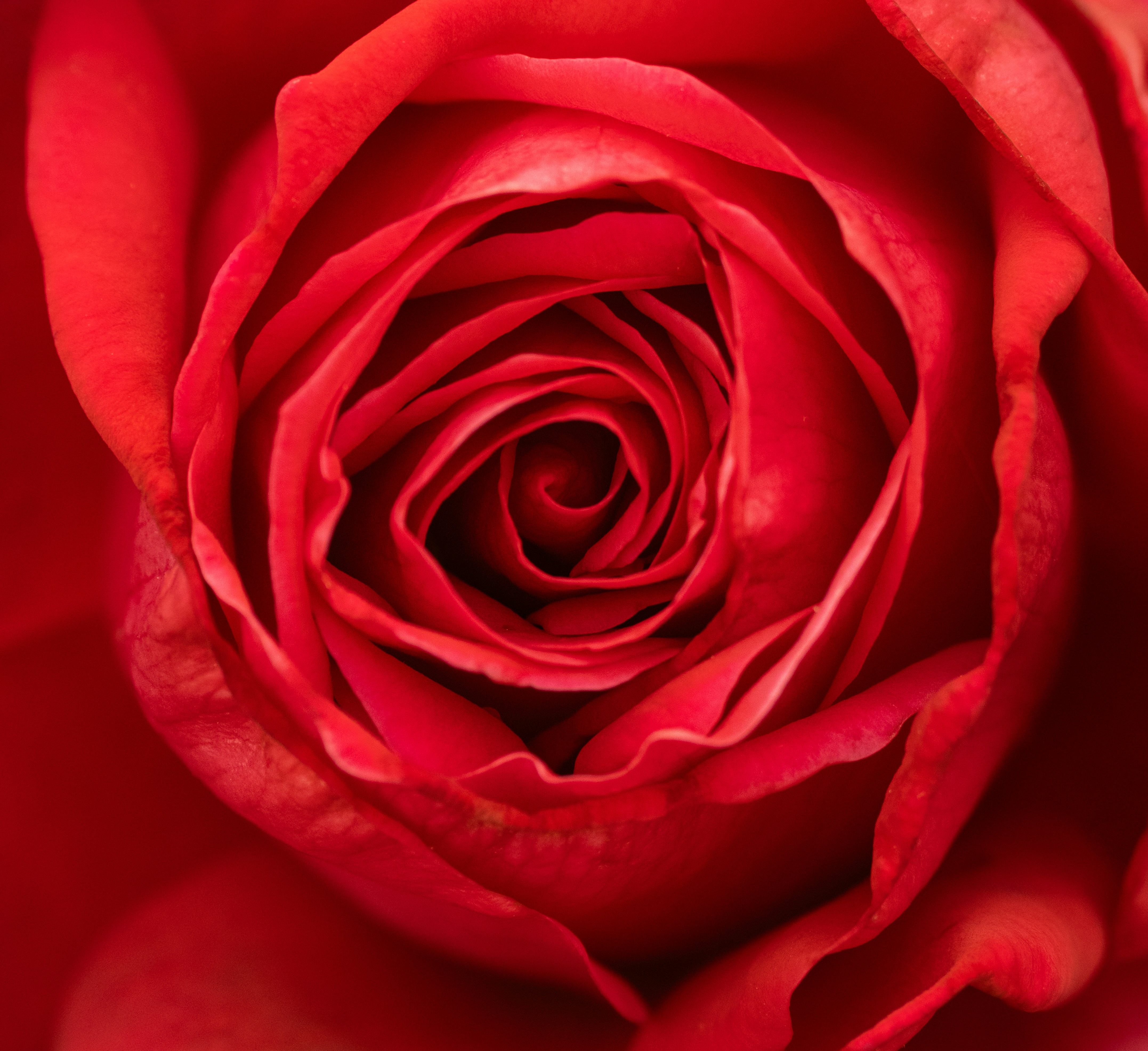 Center of the Bloom: A Close-Up Deep Red Rose Concentric Whorl