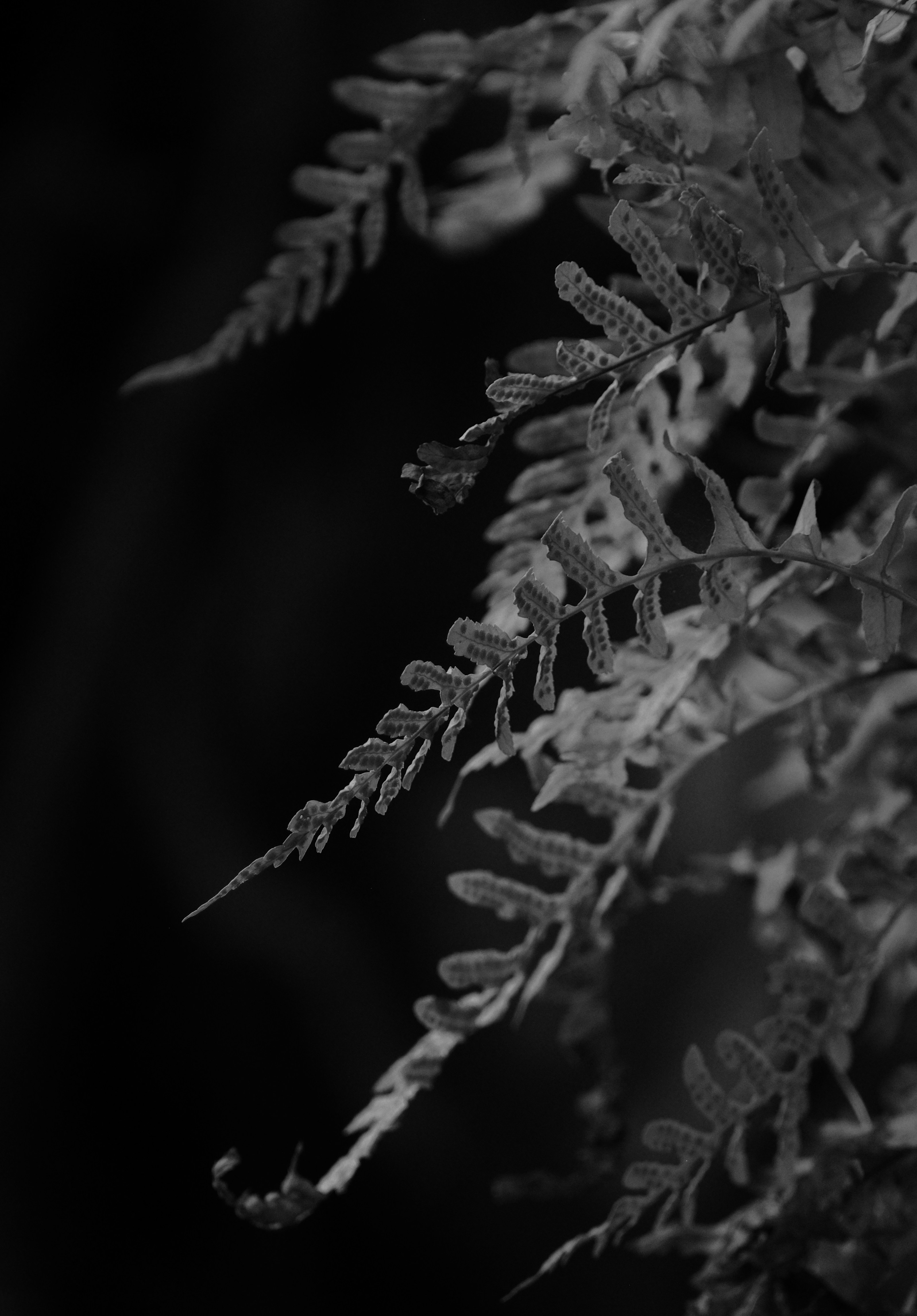 Monochrome Fern: Quiet Fronds in Focus