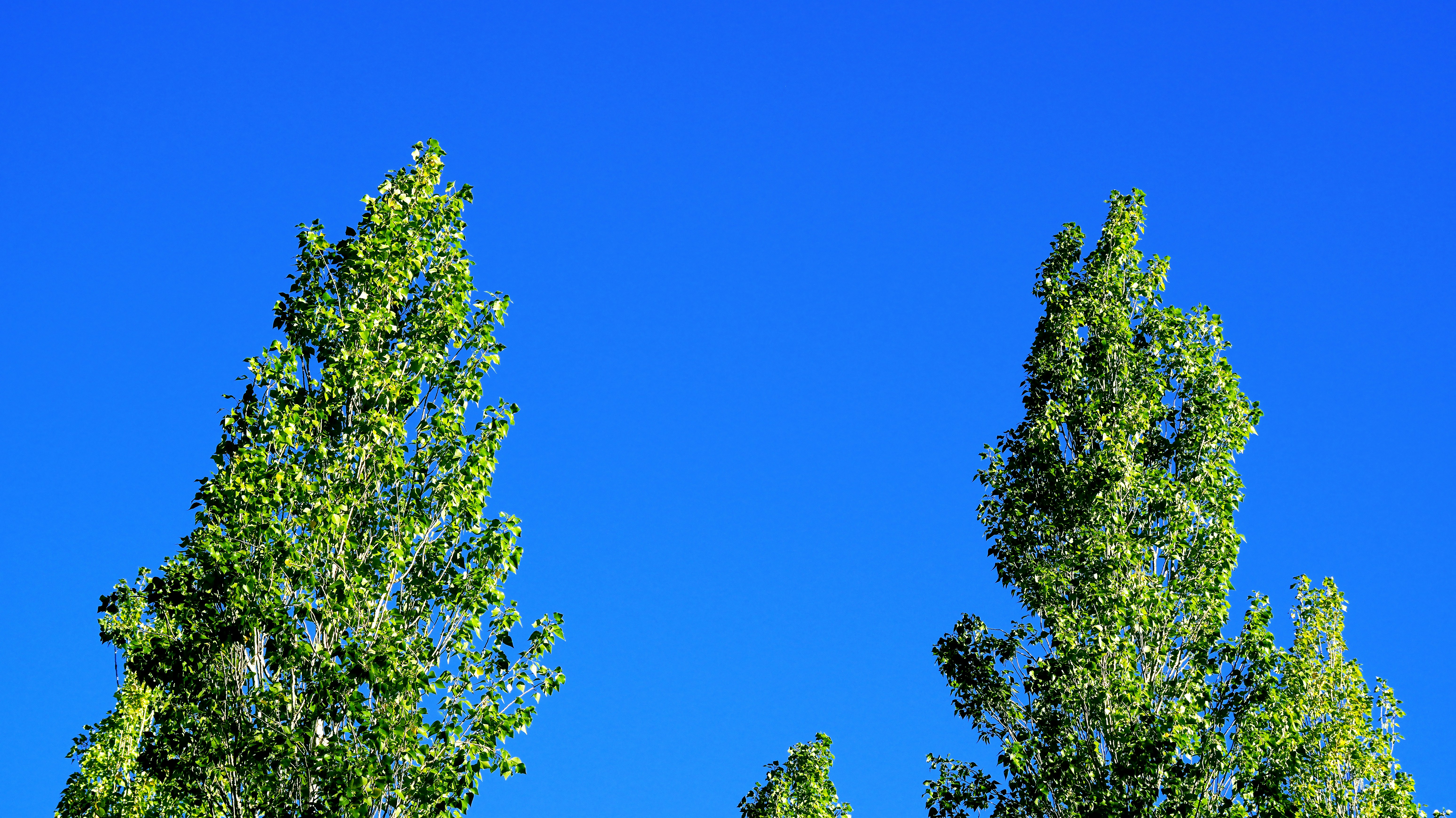 Twin Poplars Under a Cerulean Sky