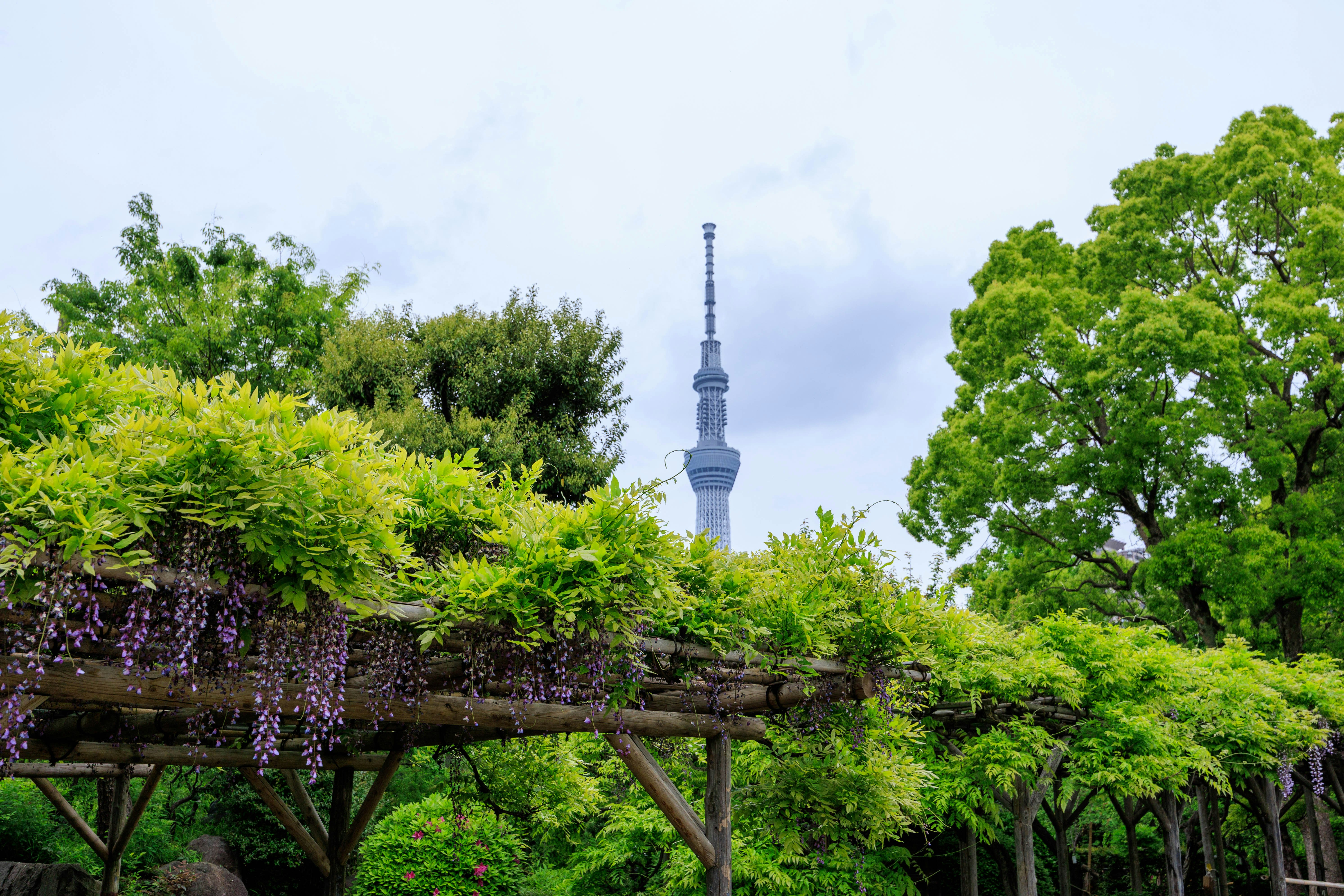 Emerald canopy and distant needle: a city garden framing Tokyo Skytree