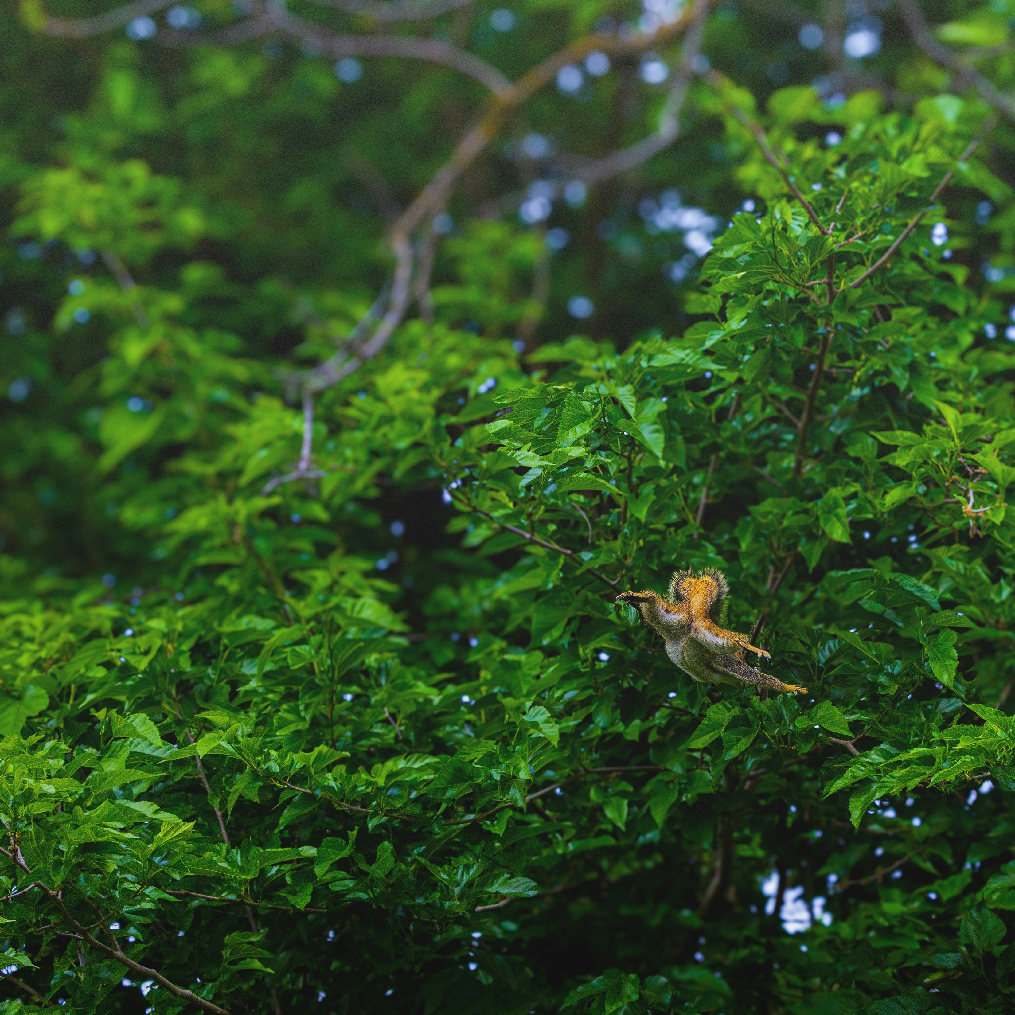 Winged Acrobat in Green Canopy