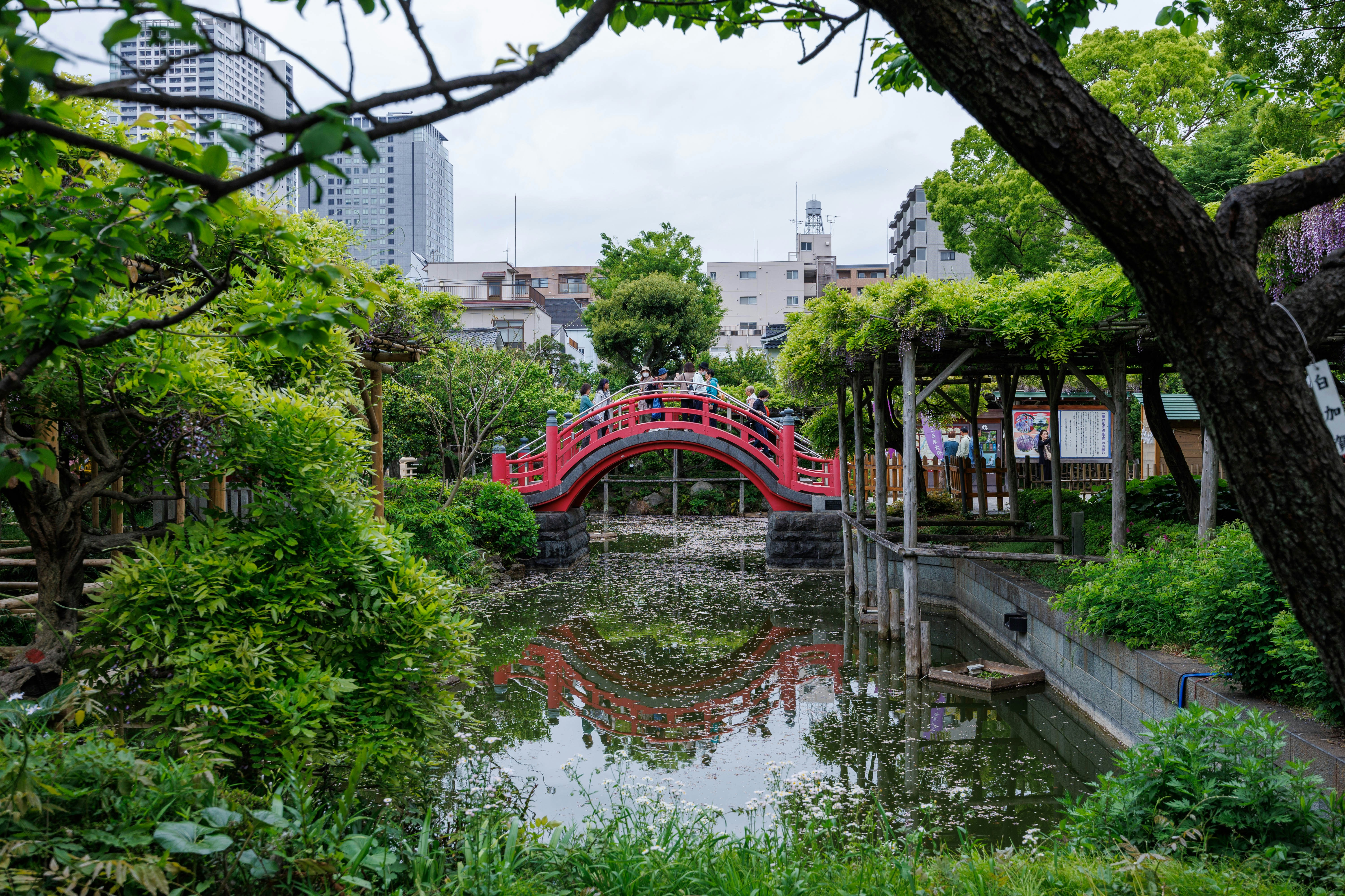 Red Bridge Among Green Reflections