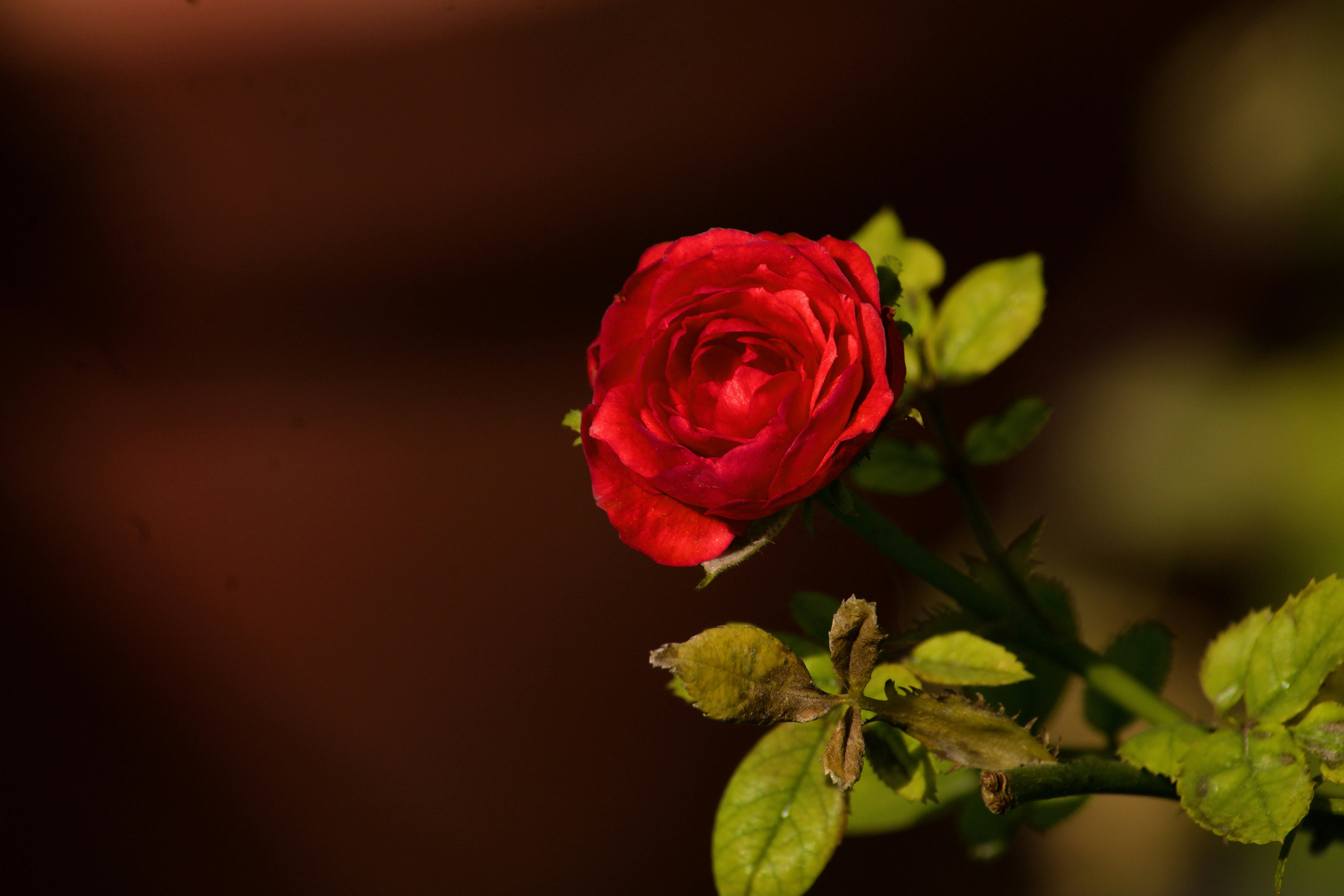 Crimson Bloom in Soft Focus