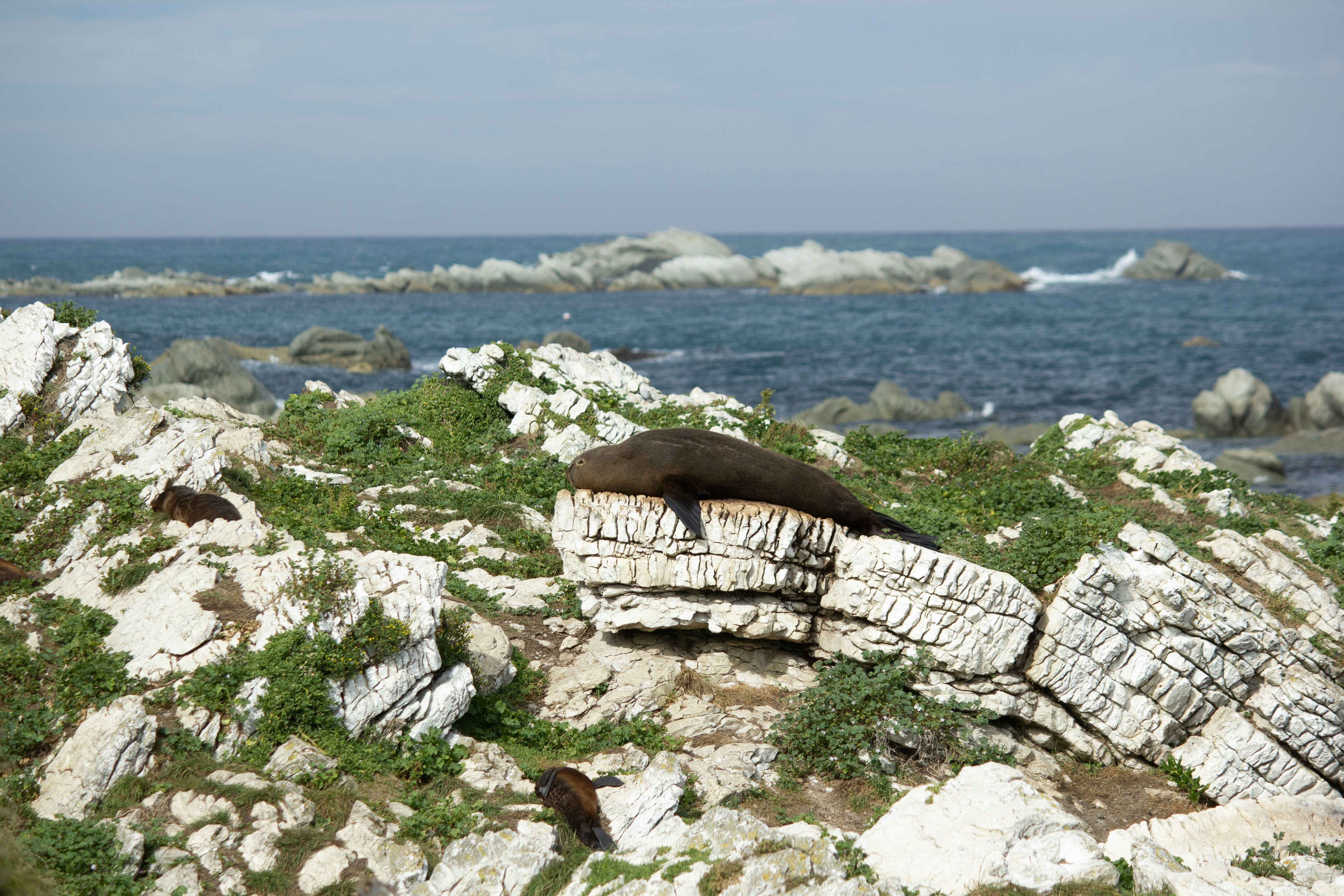 Sea rocks harboring a calm seal under a blue coastal sky