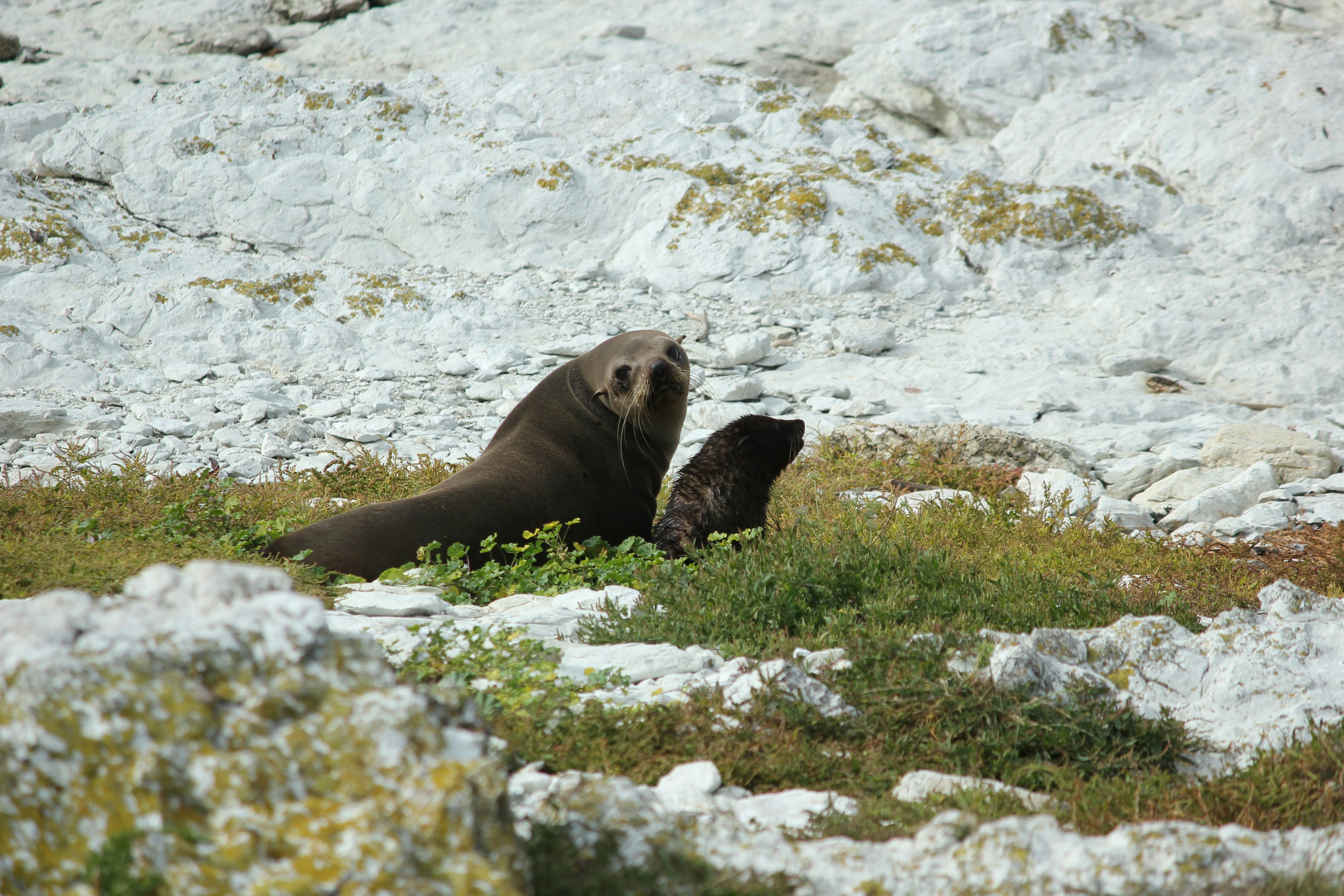 Seals in a windswept rocky outcrop