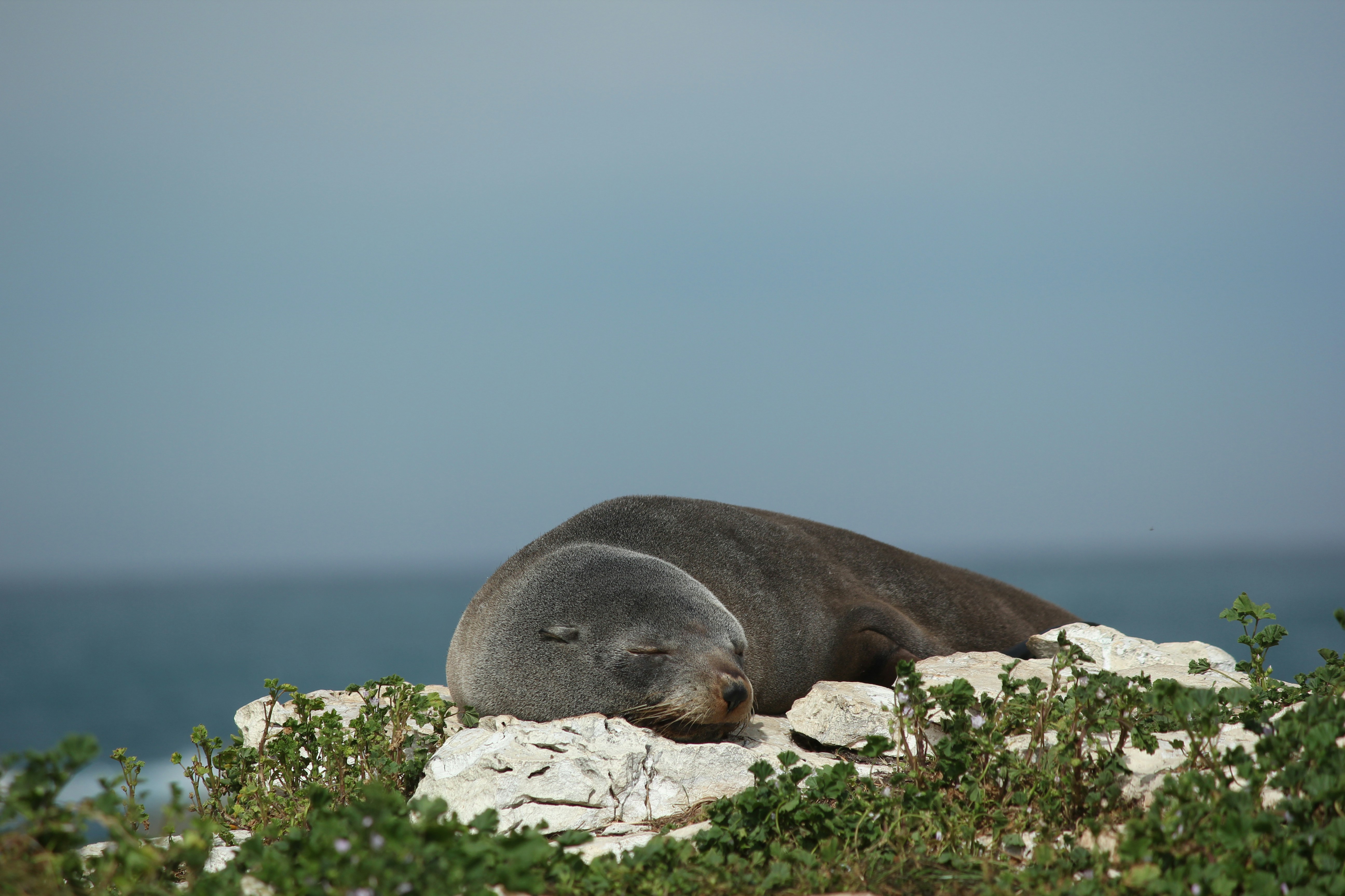 Sleep on the Edge: Sea Lion Resting Above the Surf