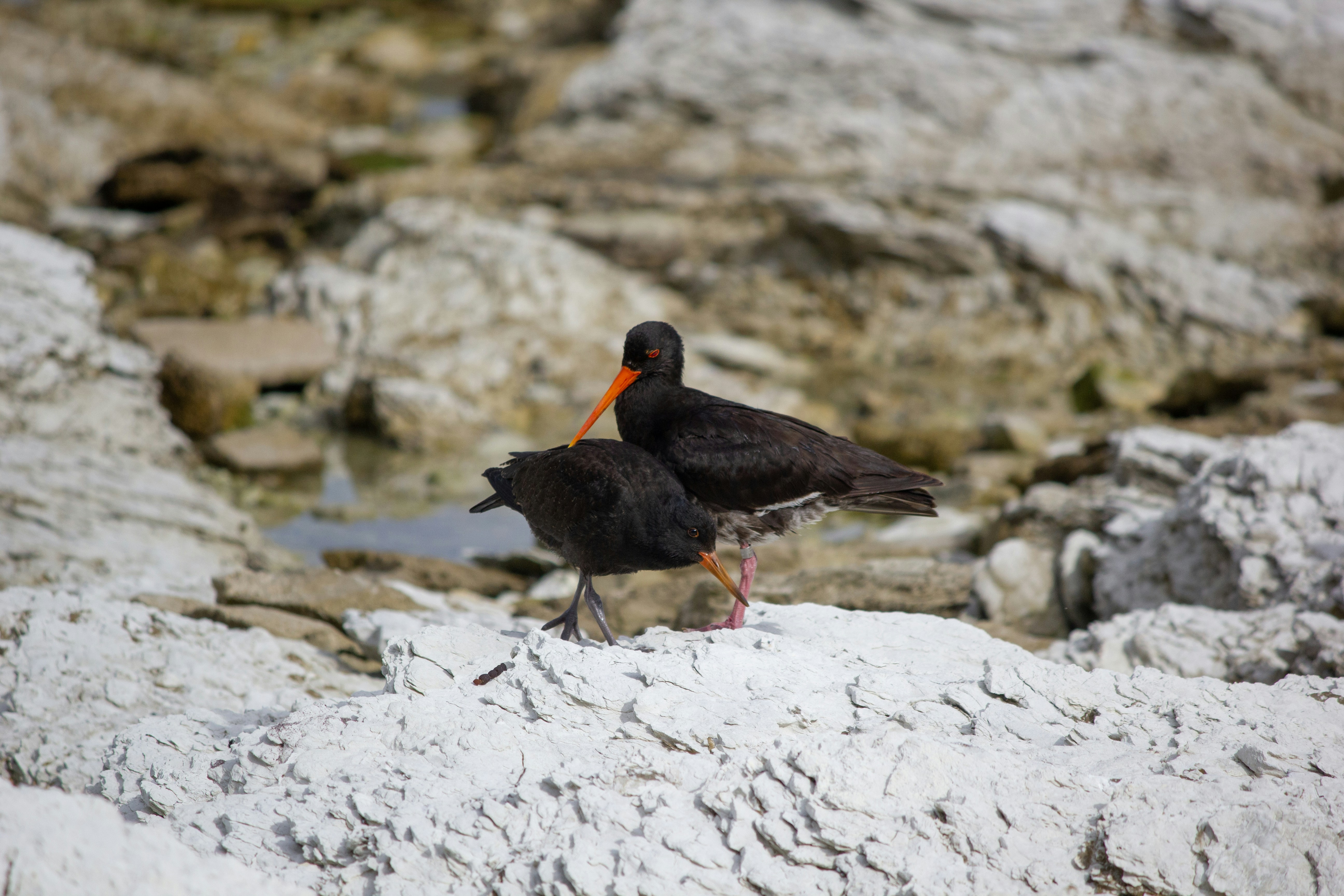 Two oystercatchers on weathered shoreline amid pale rocks