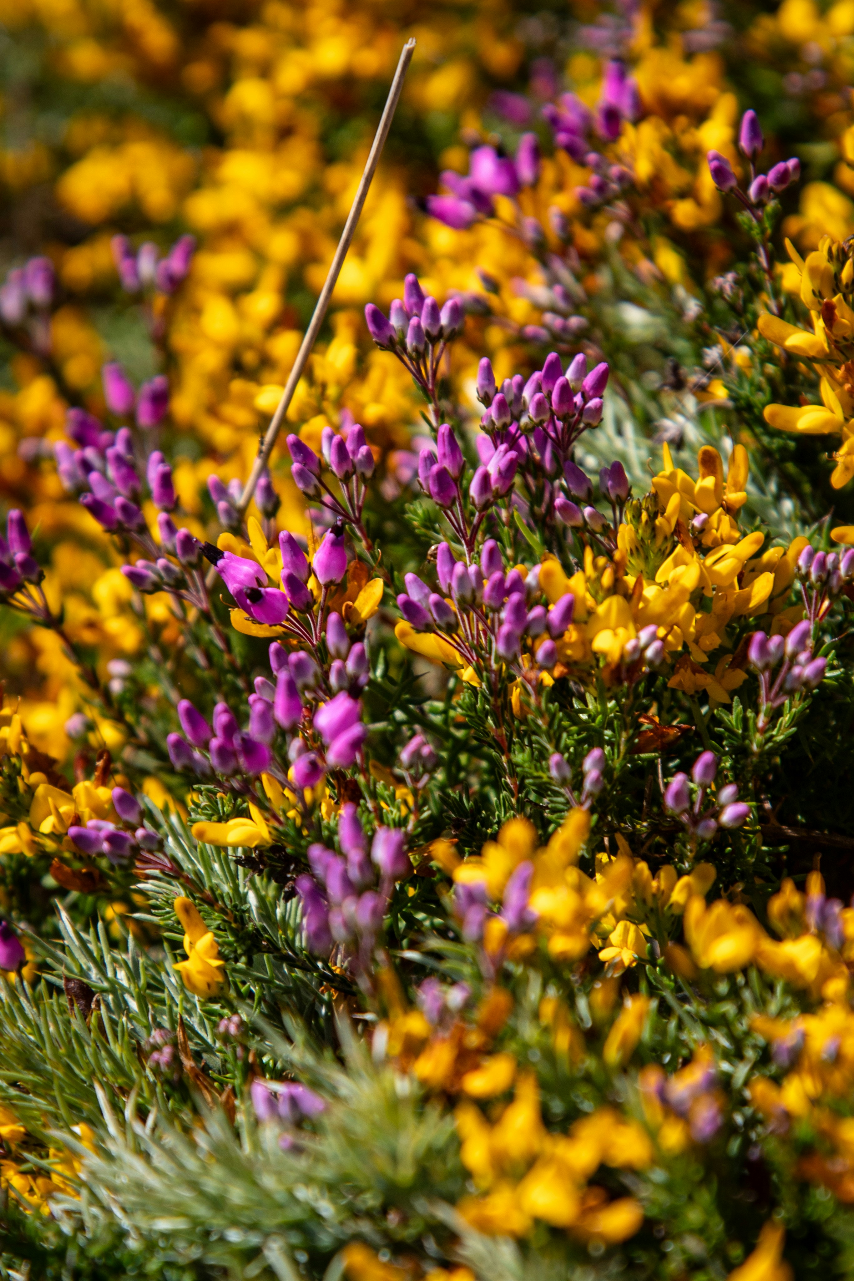 Purple-bloomed Thicket: A Sunlit Patch of Wildflowers