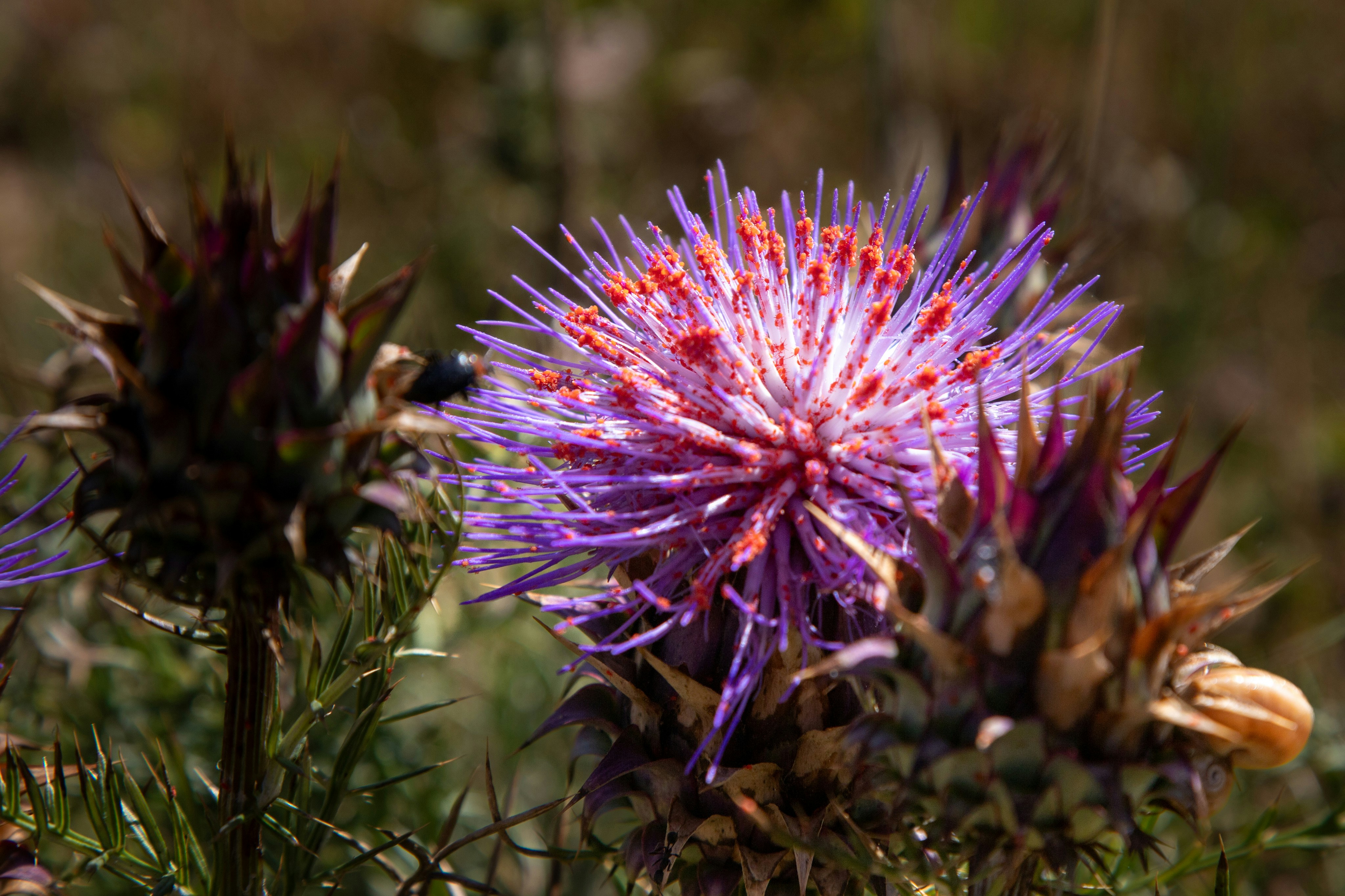 Violet Spikes in a Desert Bloom