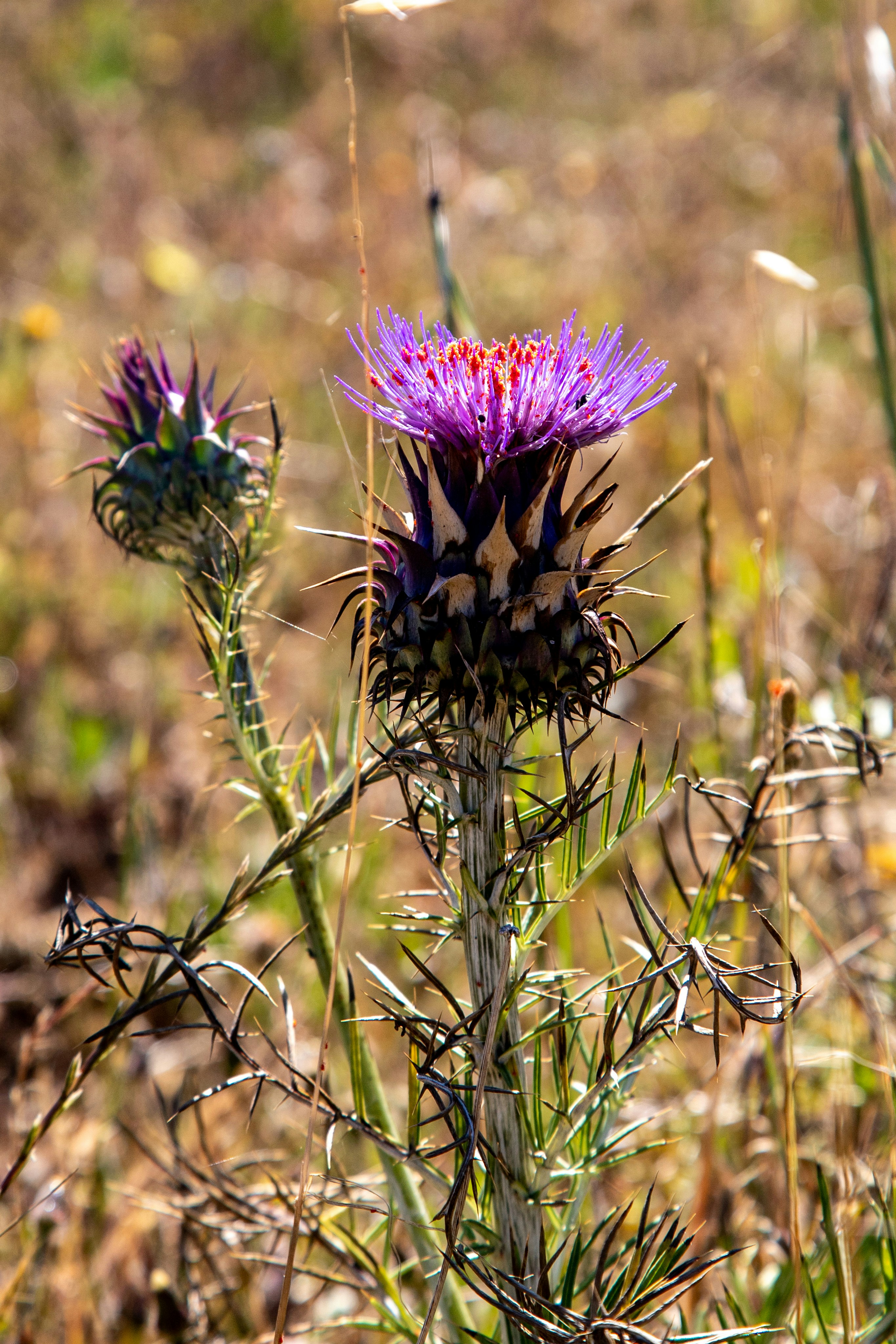 Purple Crown: A Spiky Bloom Reigning Over Dry Grass