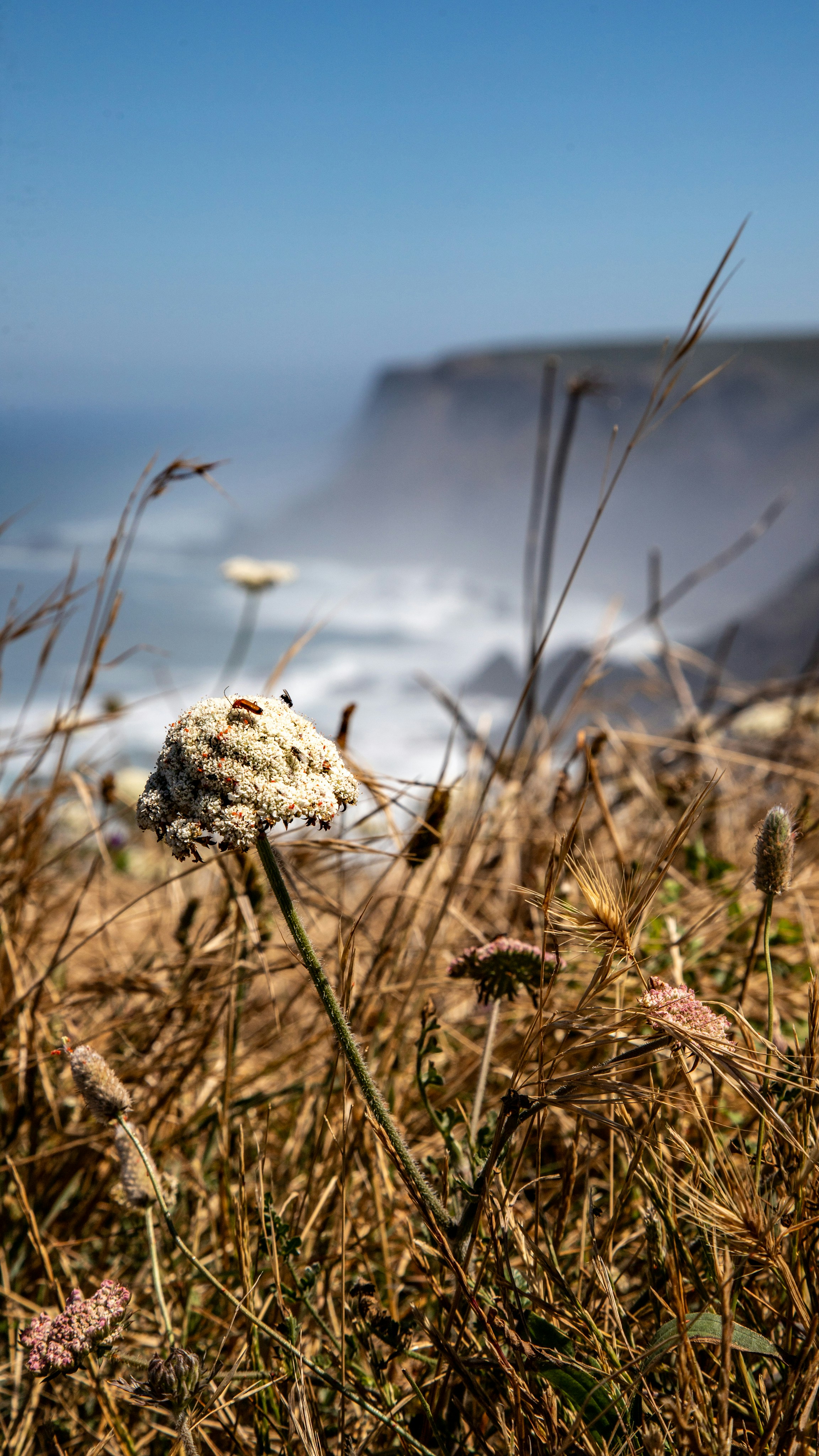 Coastal Wildflower Crowned by Fog: A Close-Range Portrait of Resilience