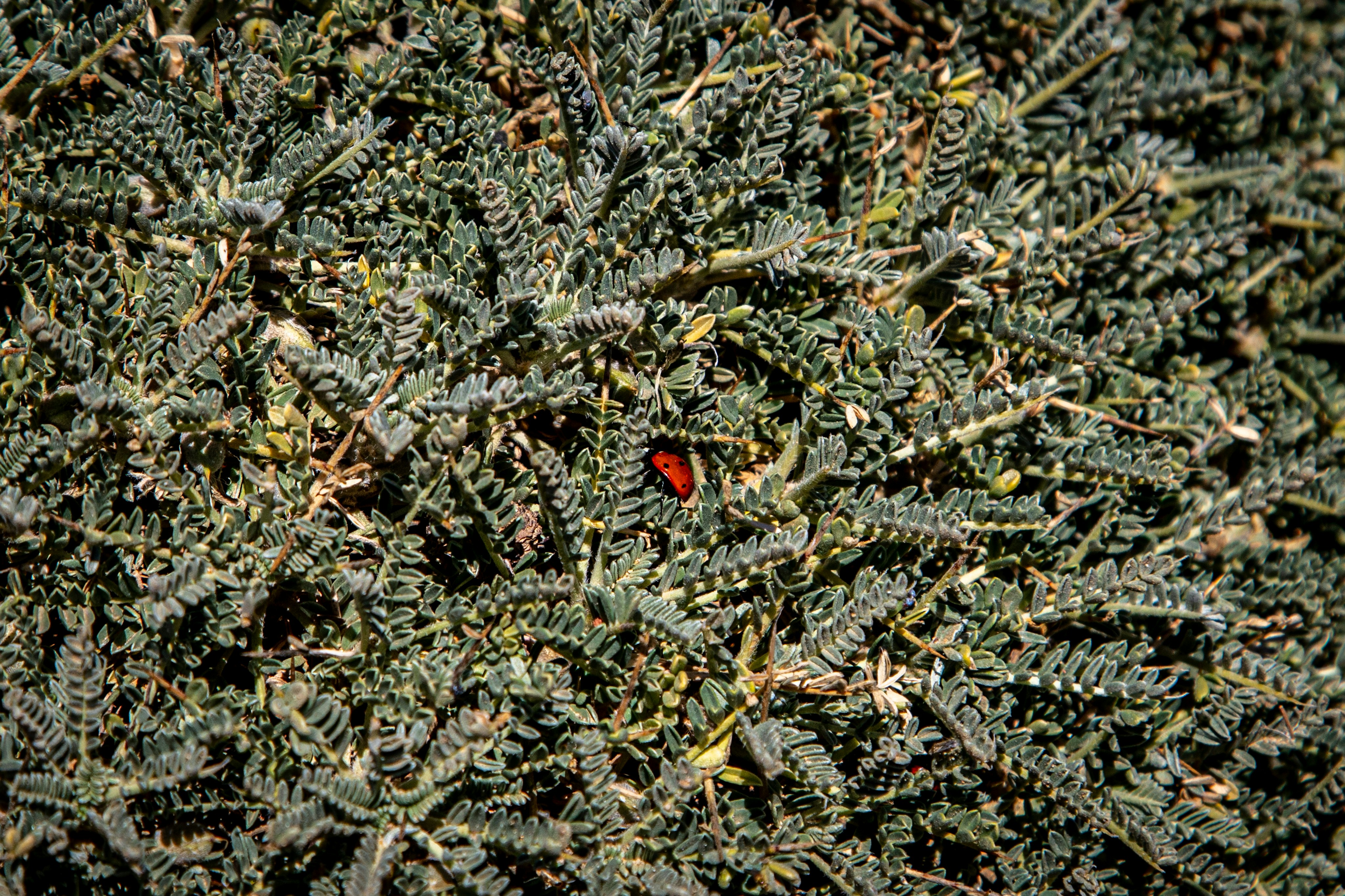 Hidden Ember: A Scarlet Butterfly Among Grey Pines
