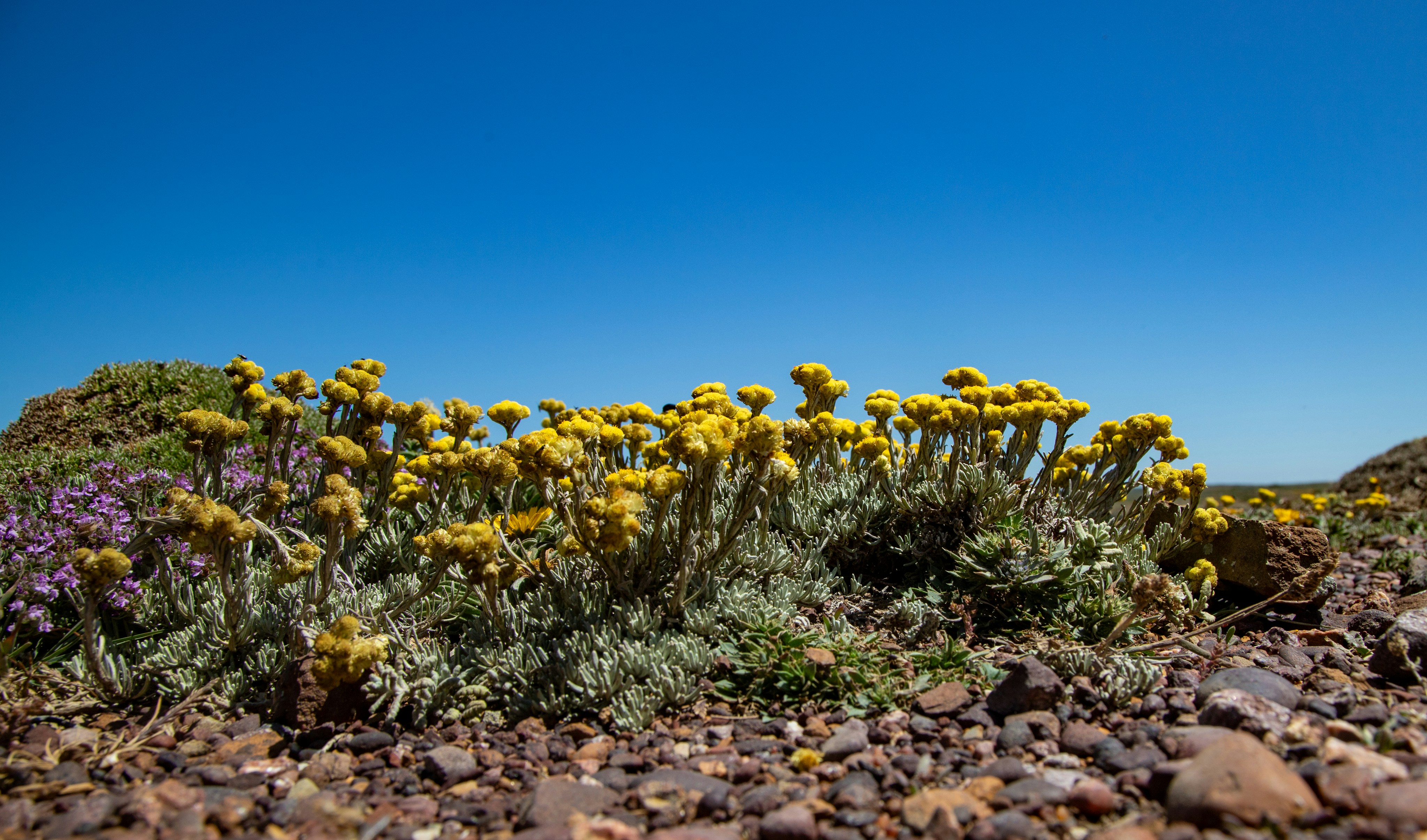 Low-Desert Flora under a Clear Blue Dome