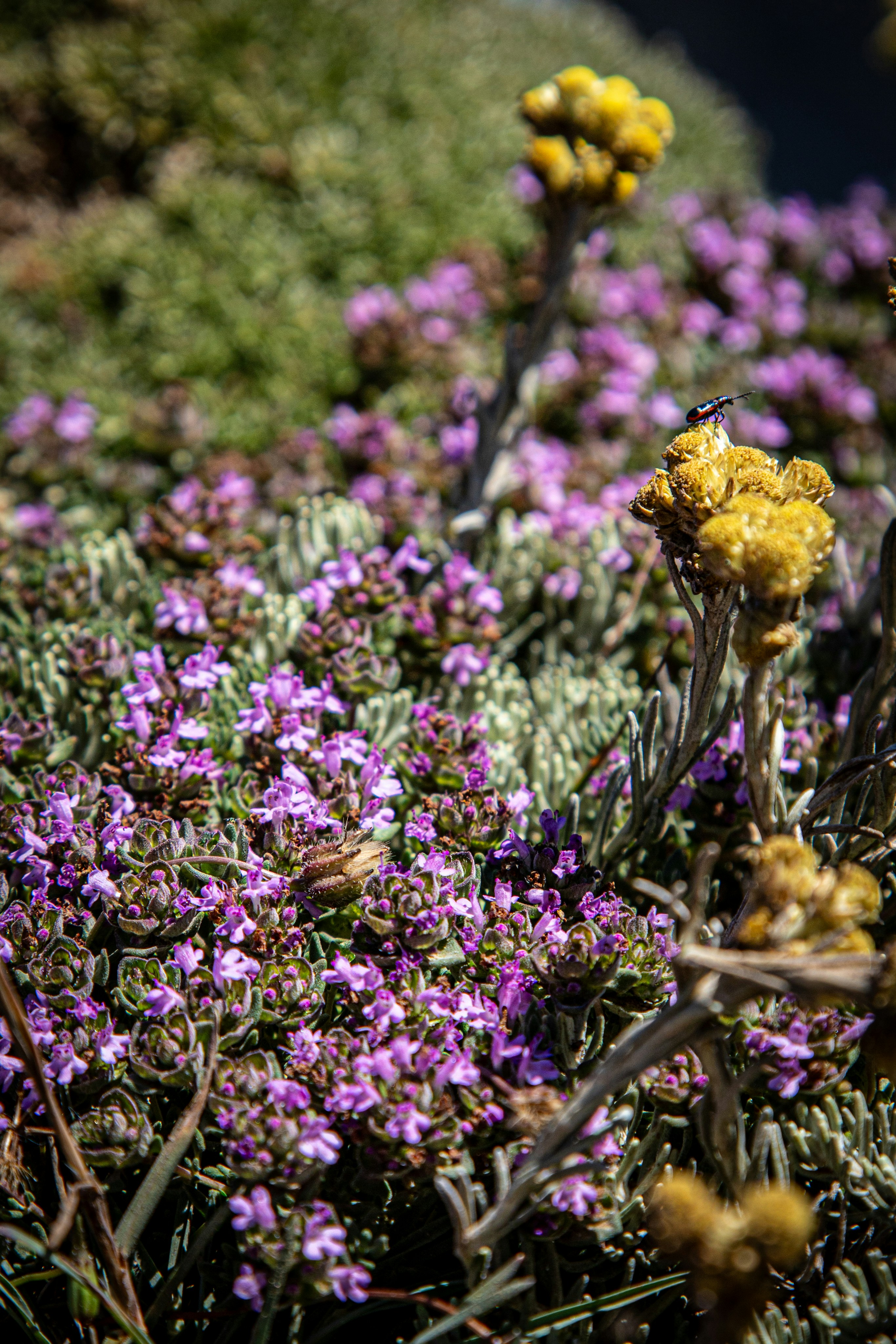 Desert Flora in Focus: Tiny Purple Blossoms Meet Golden Buds