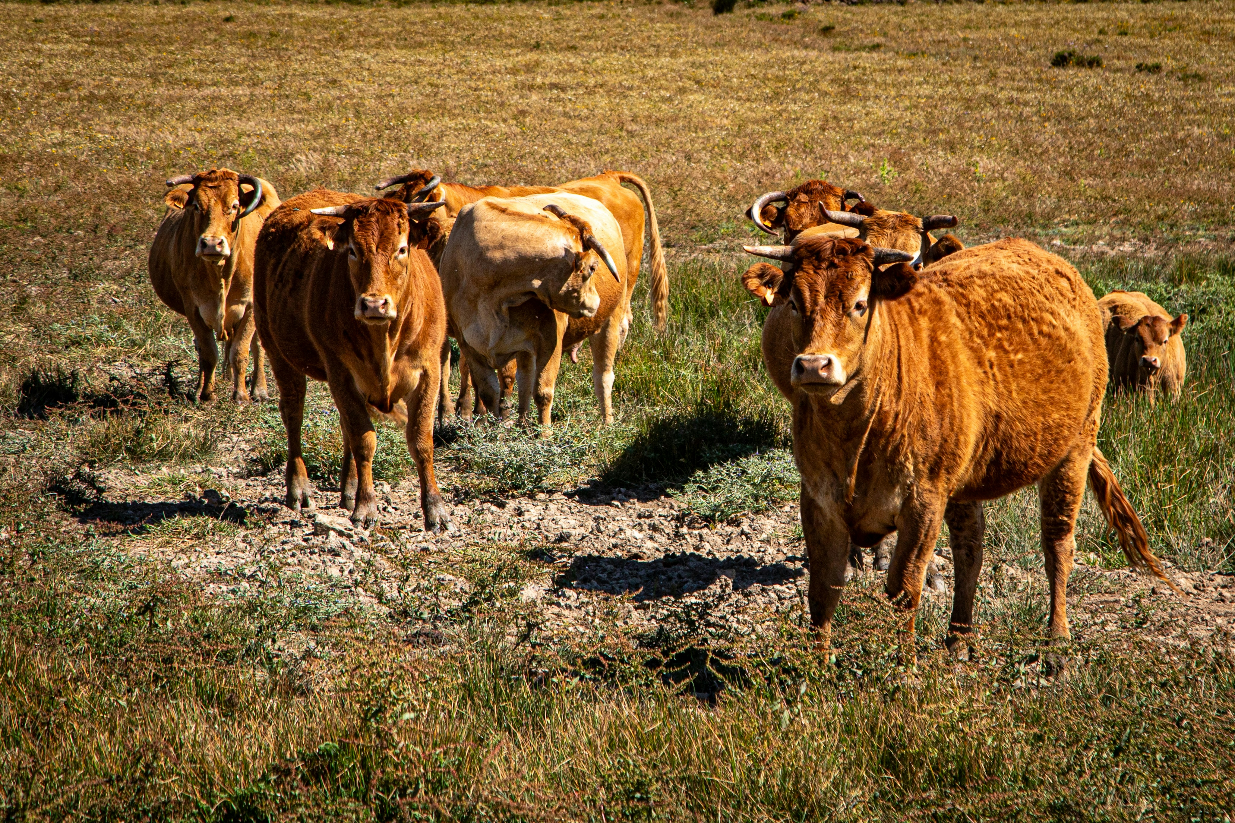 Several brown cows stand in a dry, grassy field. photo – Free Wildlife ...