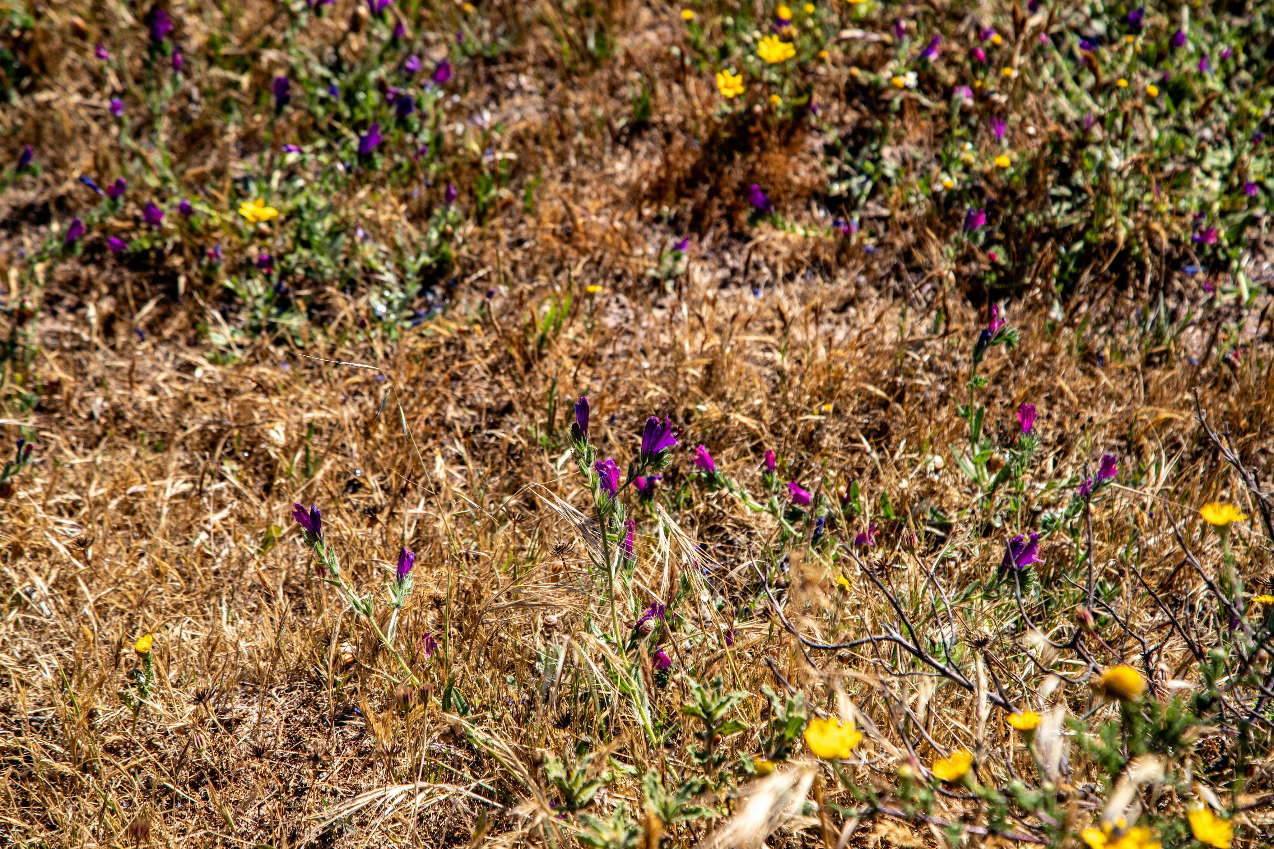Wildflower Field in Sunlit Dry Grass