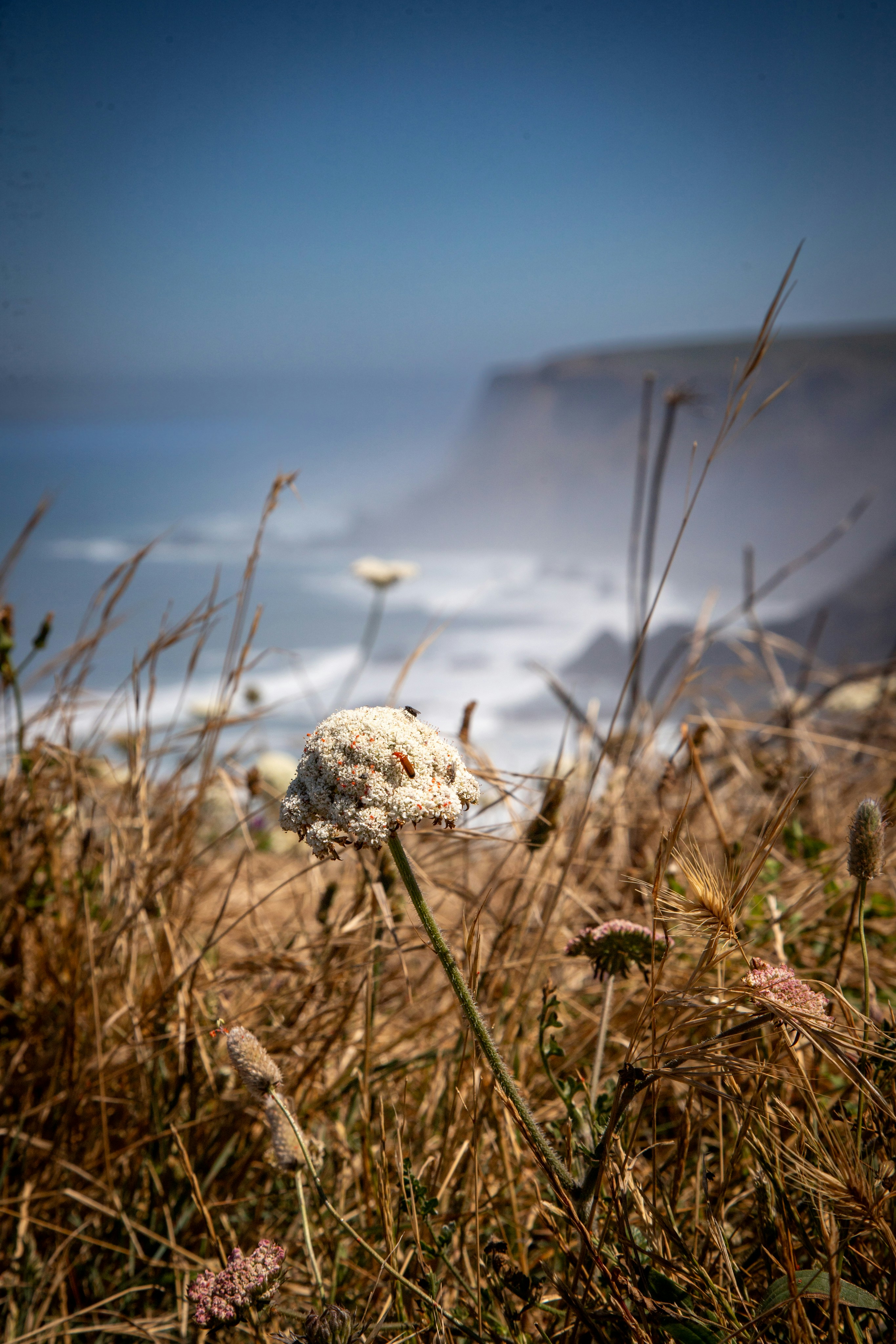 Sea Cliffs and Dune Flower: A Quiet Moment in Wind and Light