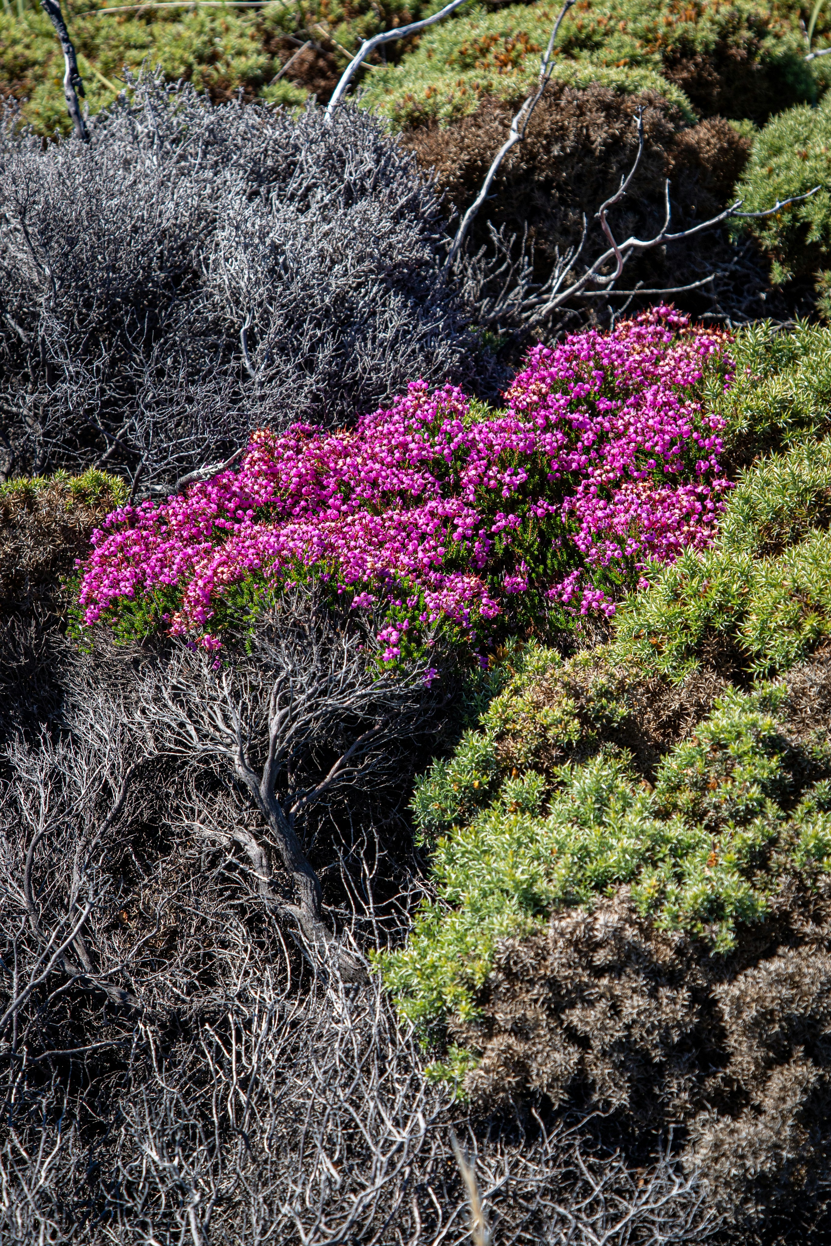 Pink bloom among weathered branches in sunlit shrubland