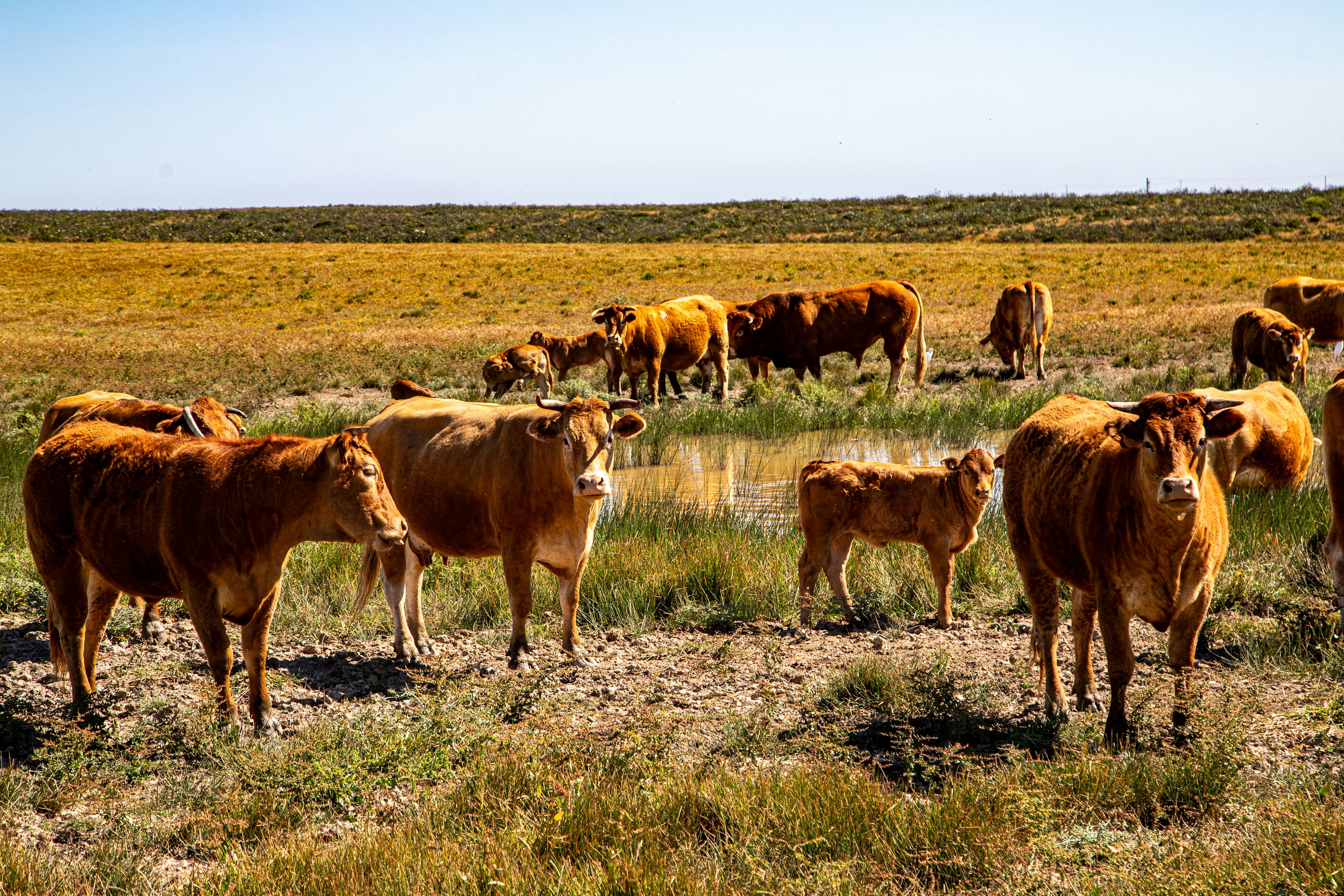 Herd of Cattle Beneath an Open Prairie