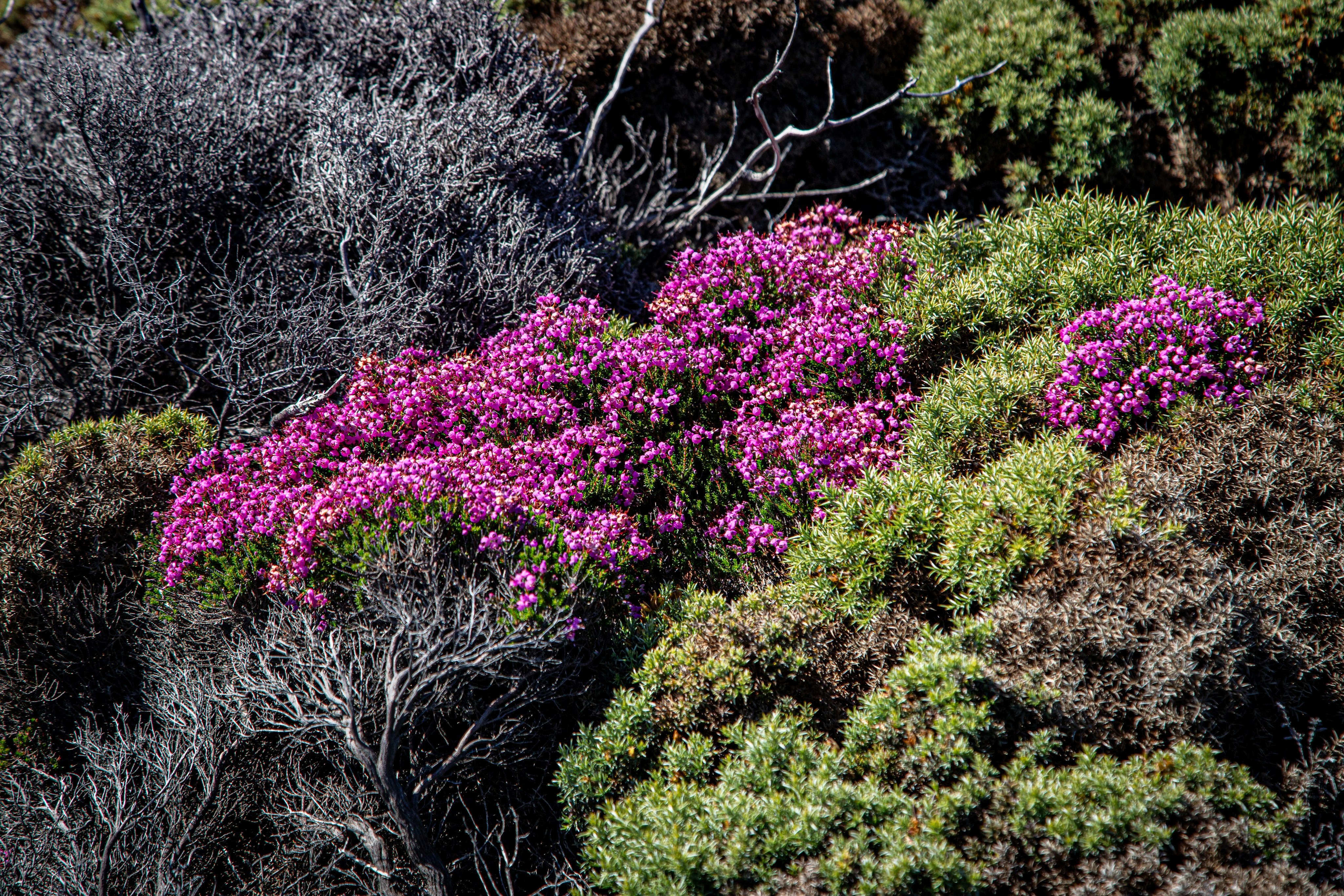 Vibrant Pink Blooms Amid Desert Scrub: A Quiet Foyer of Color