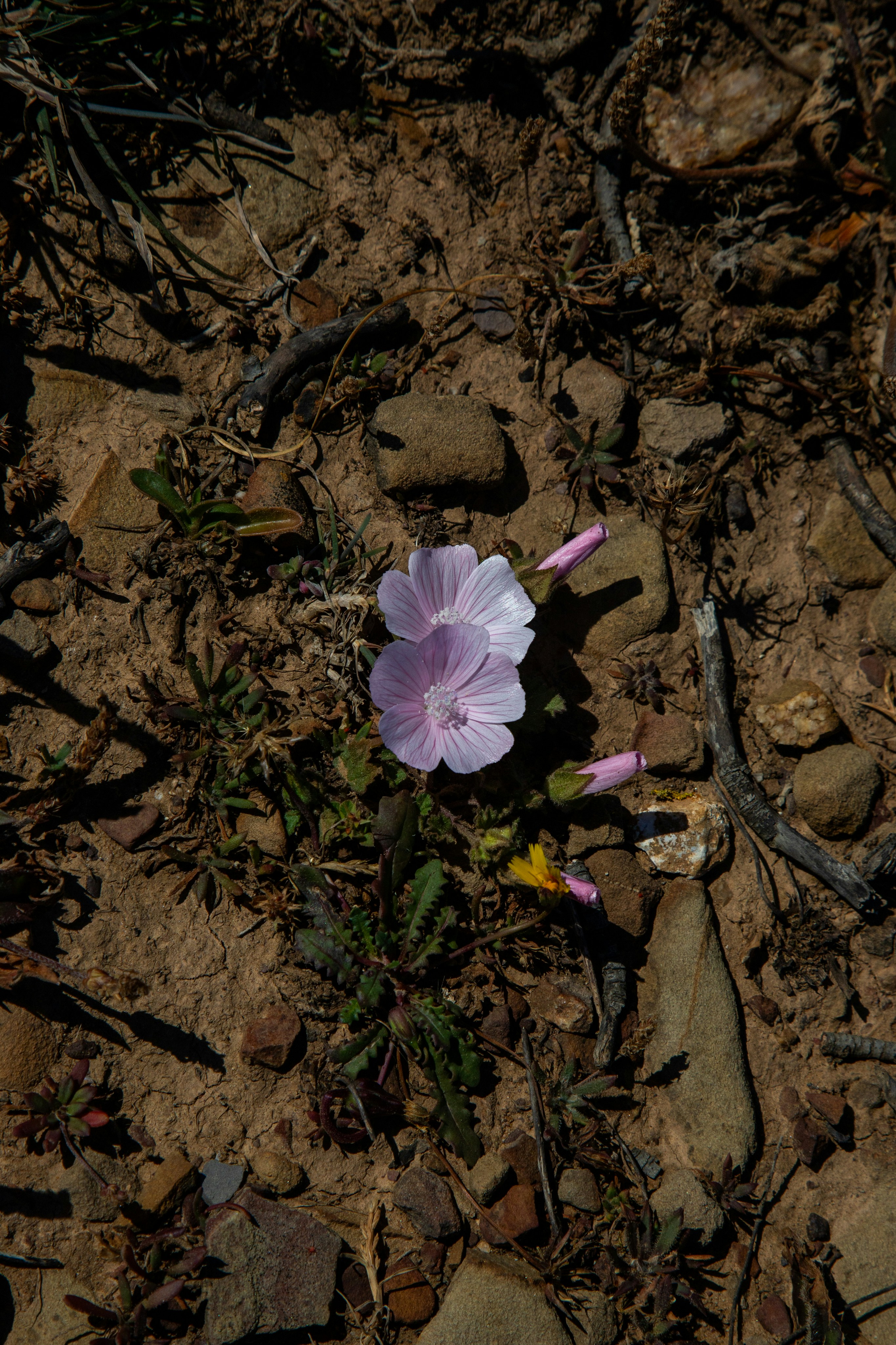Desert Violet Bloom Amid Rough Terrain
