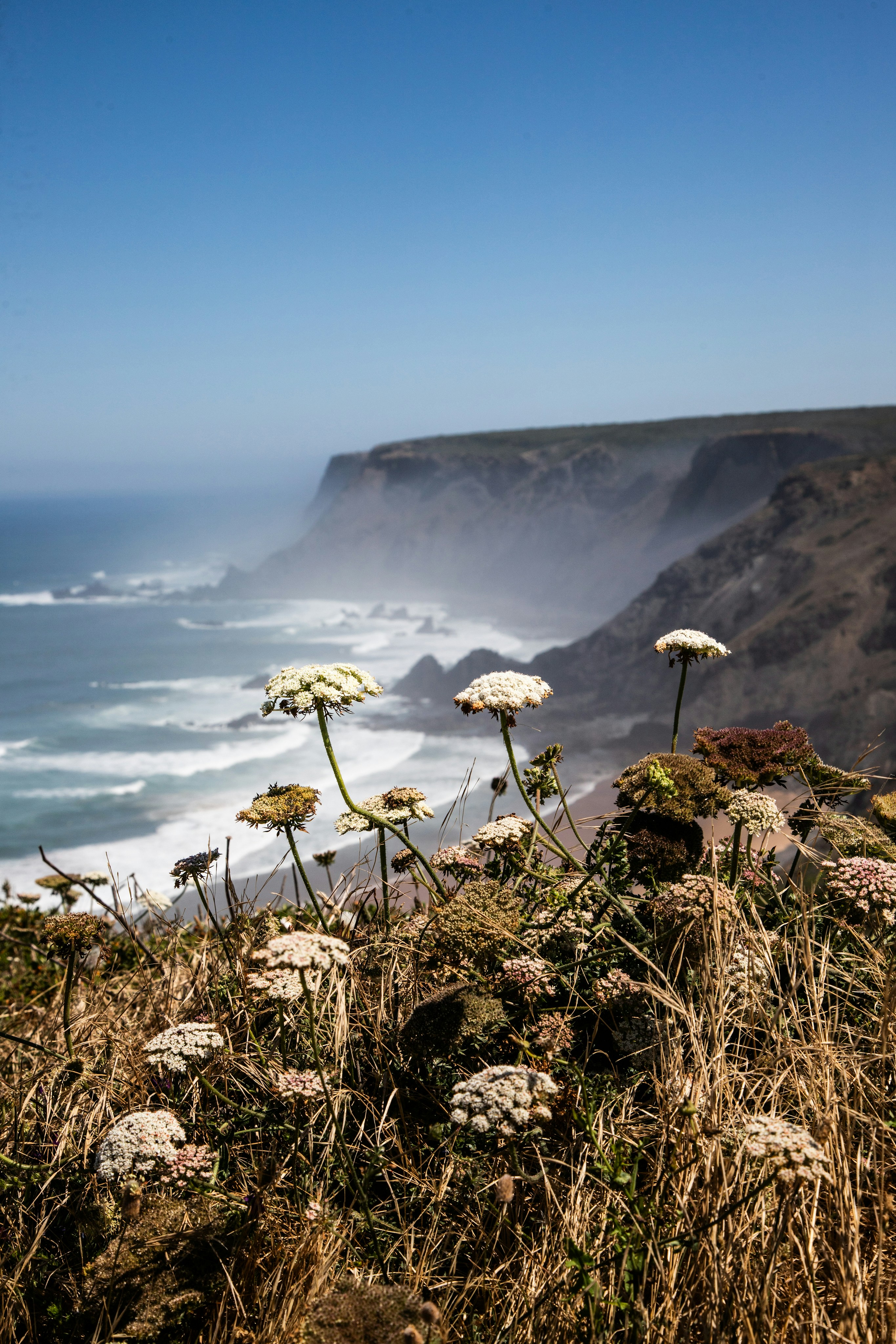 Clifftop Sea Bloom: Wildflowers in the Atlantic Horizon