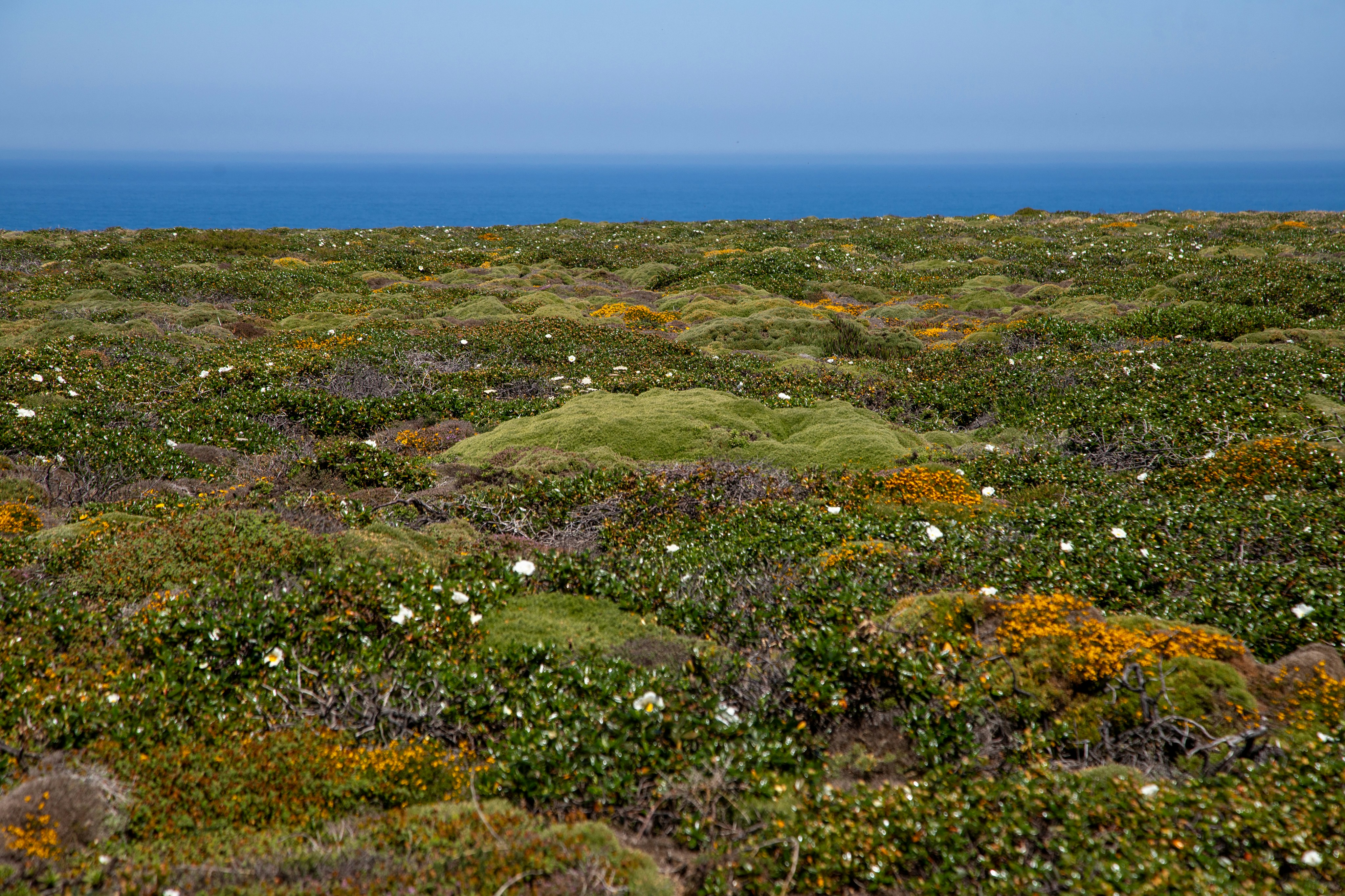 Coastal Meadow in Bloom Under a Quiet Horizon