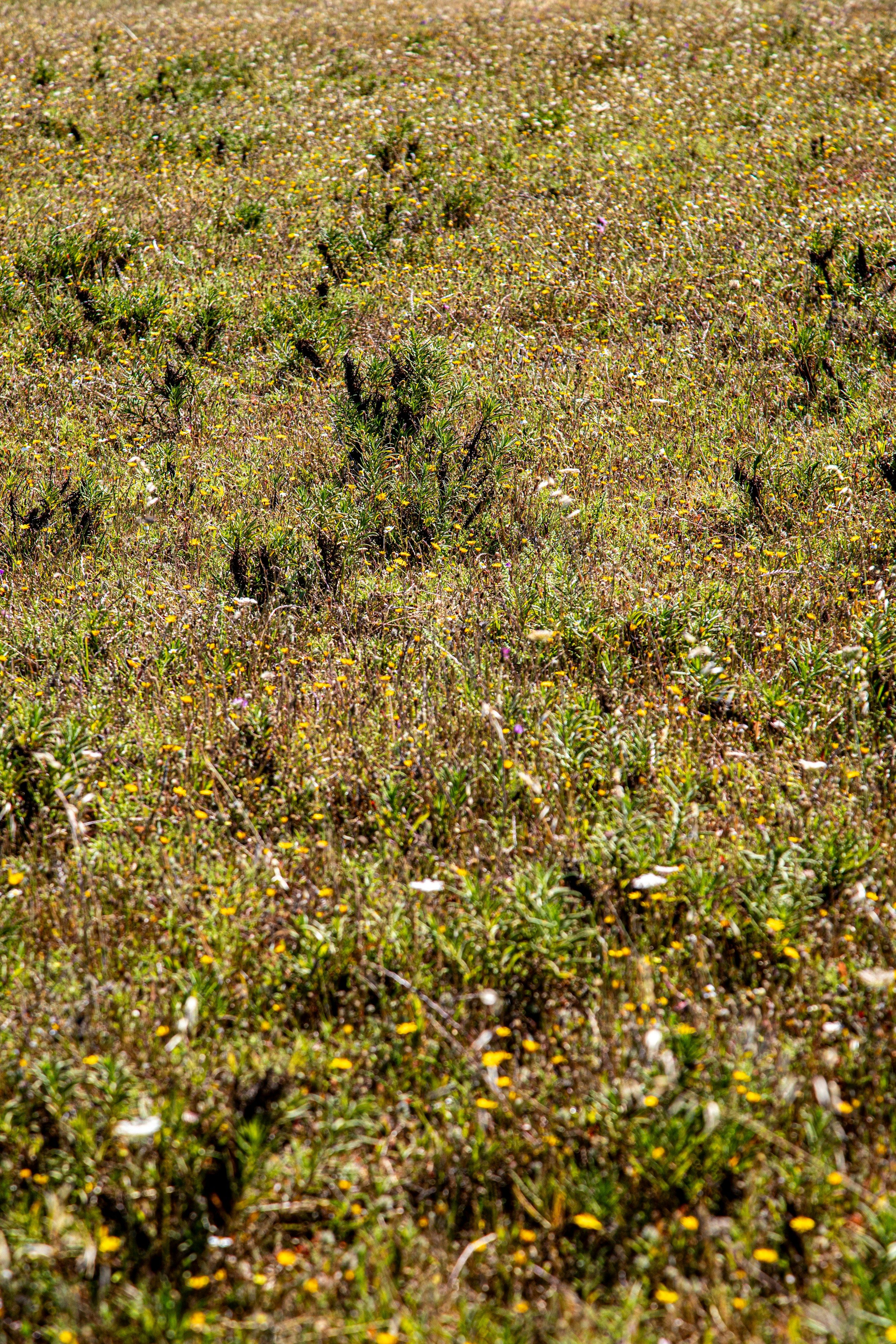 Dappled Wildflower Field Under Bright Light