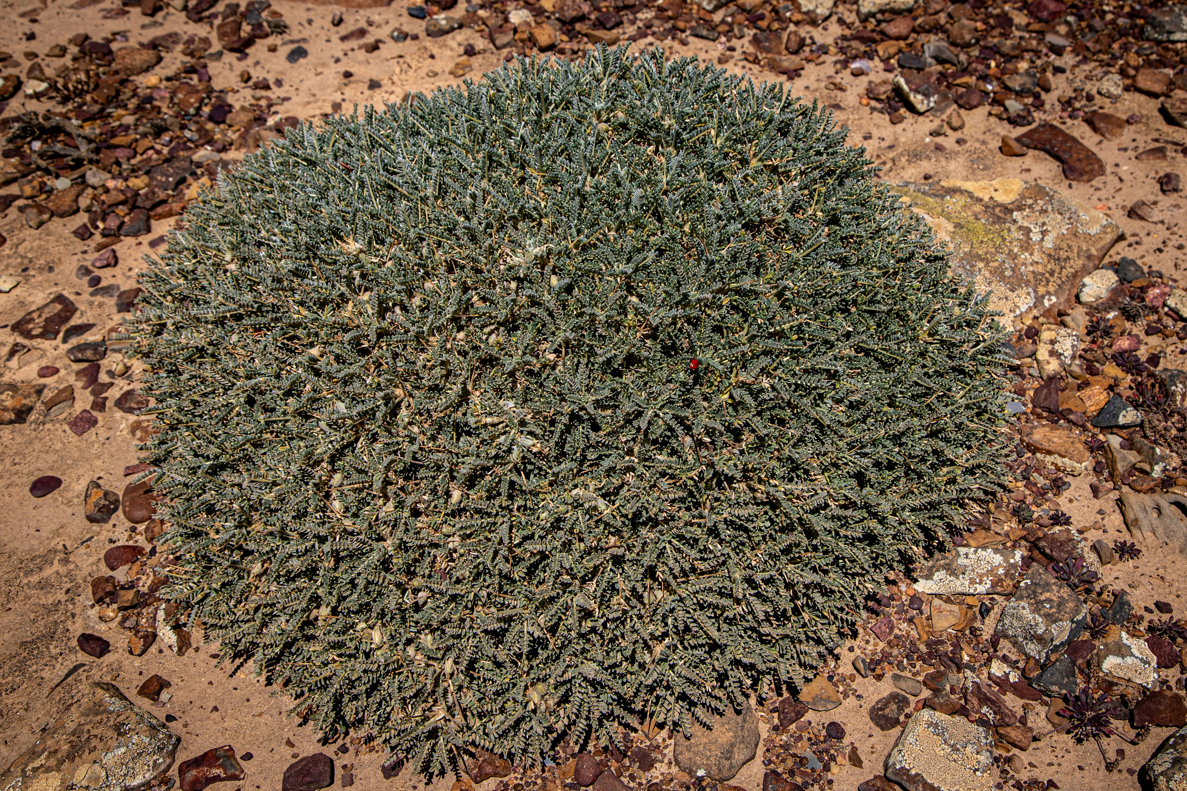 Desert Rosette: A Dwarf Plant Crowned by Pebbled Ground