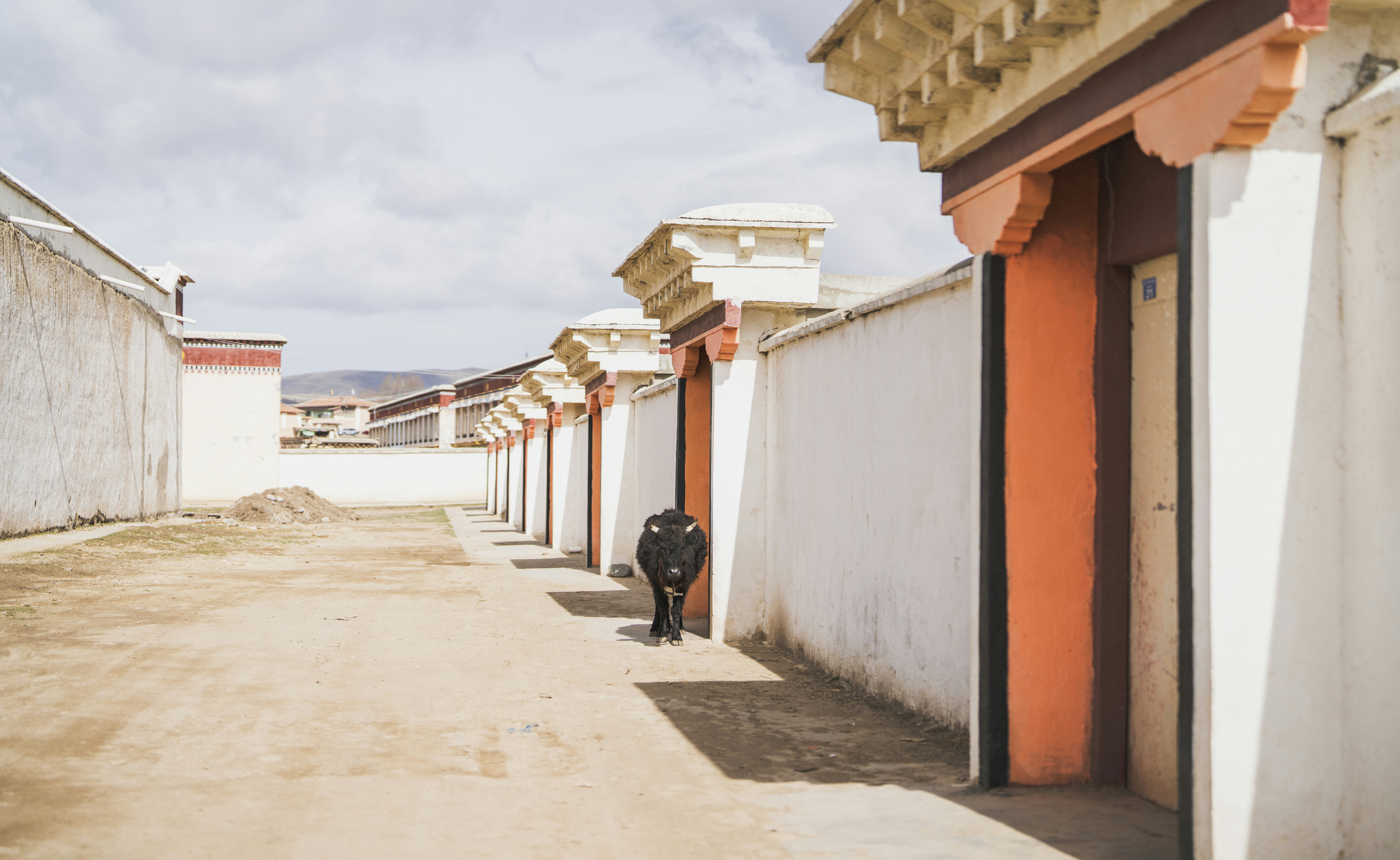 Lonely Bull at the Corridor of White Walls