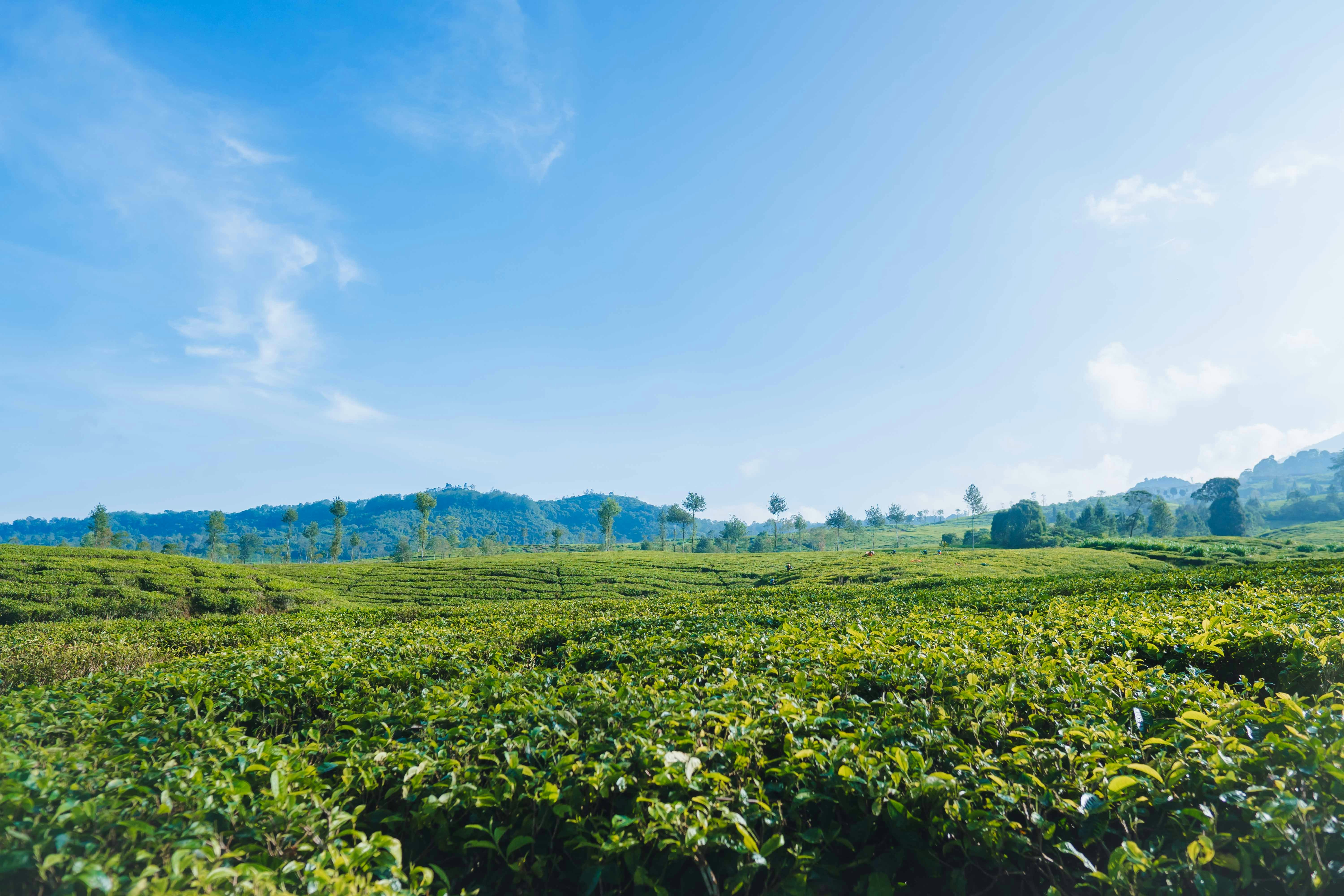 Sunlit Tea Fields beneath a Cerulean Sky