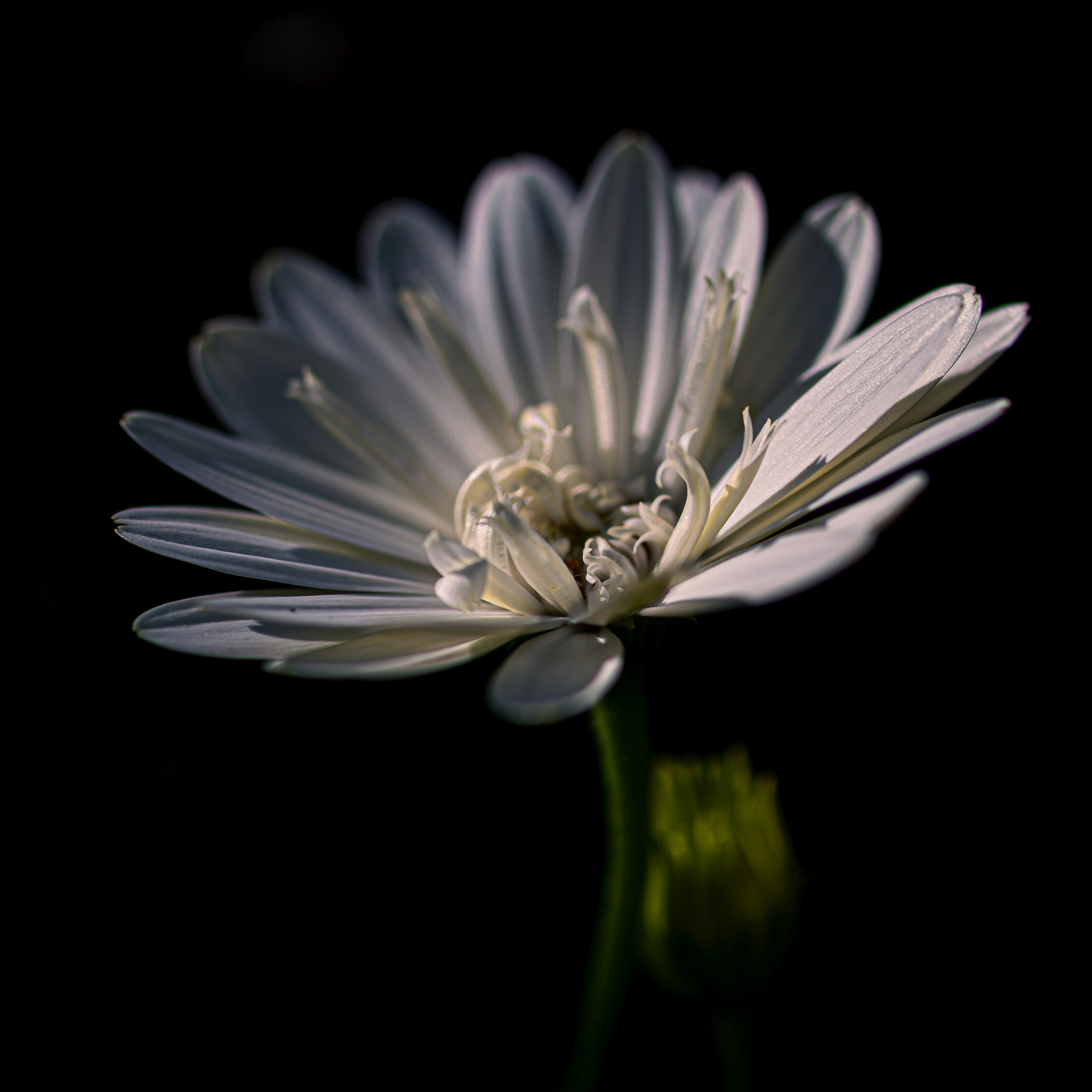 Petals in Focus: A Solo White Daisy Emerges from Darkness